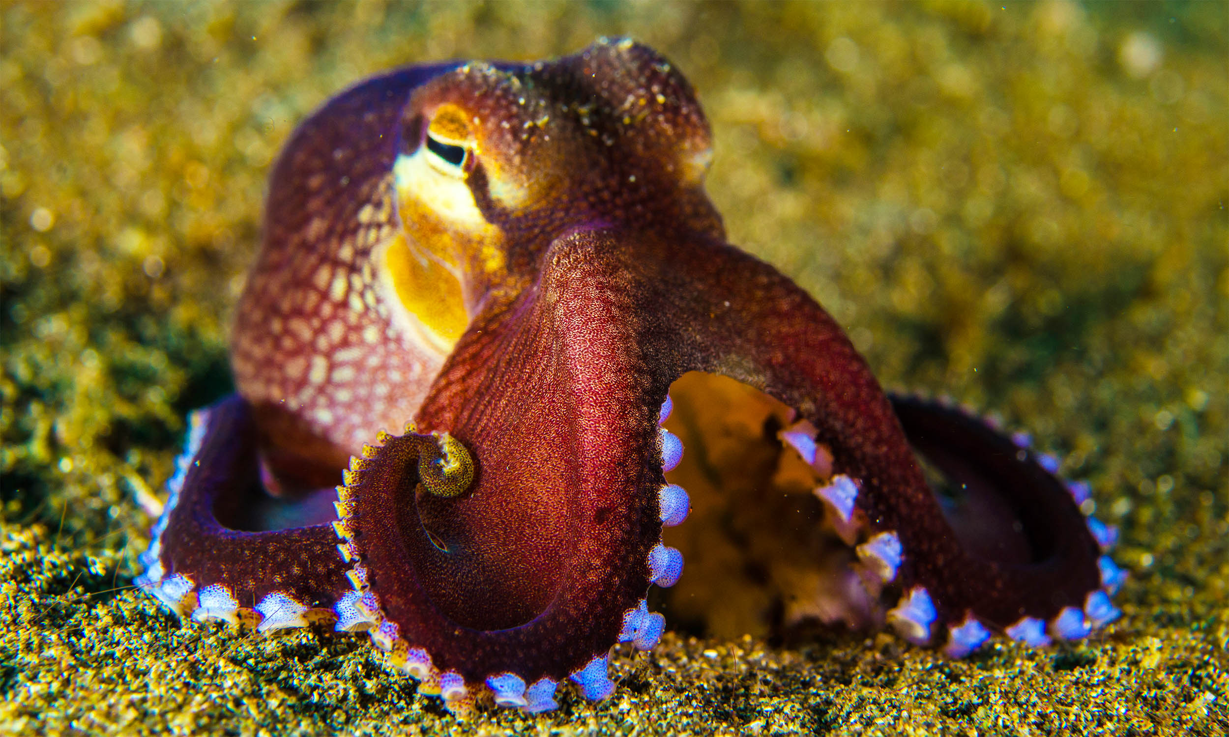 'DNA fishing' helps scientists survey marine animals in the ocean ...