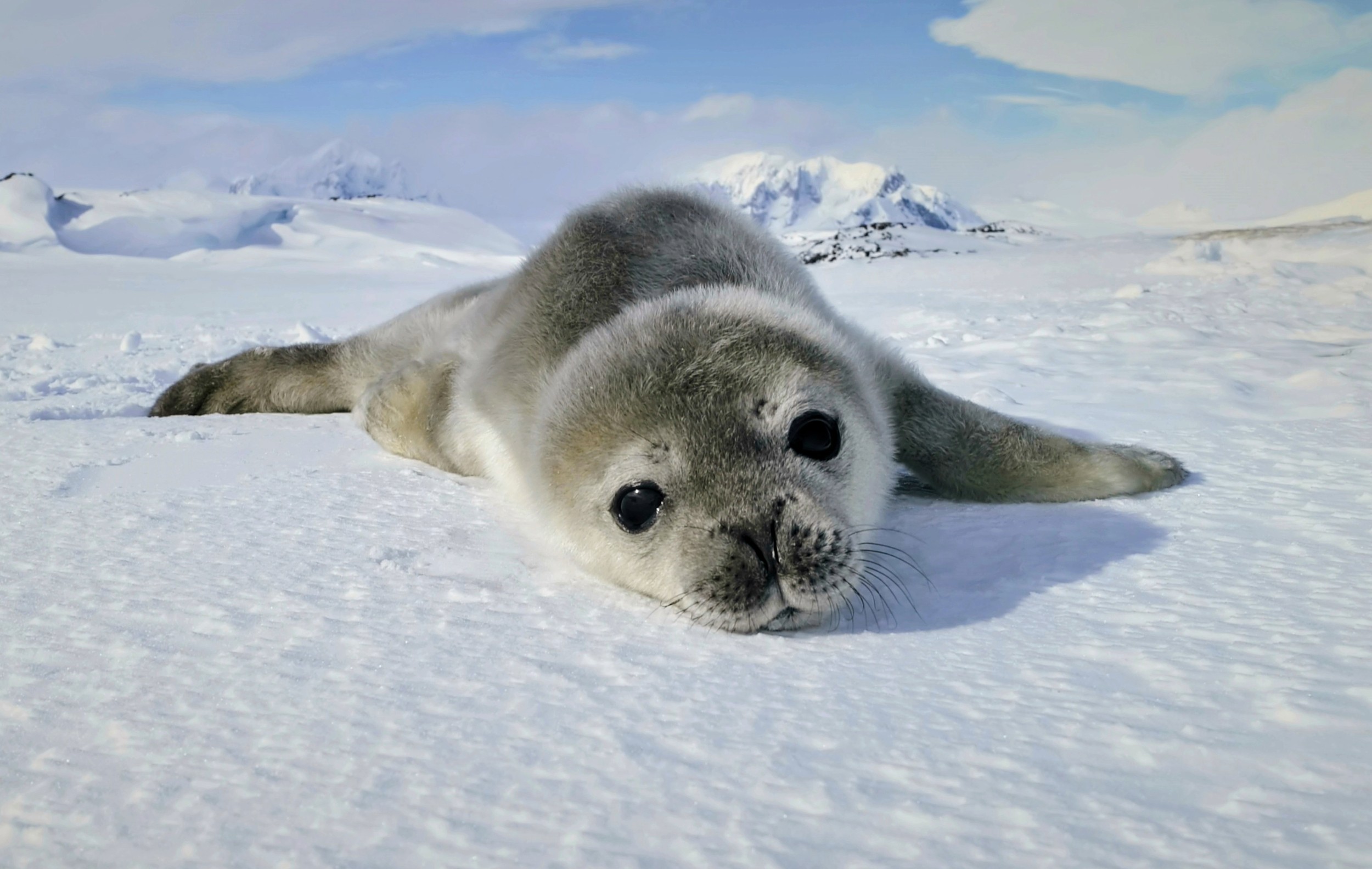 Seal pregnancies reveal clues for treating birth complications - Earth.com