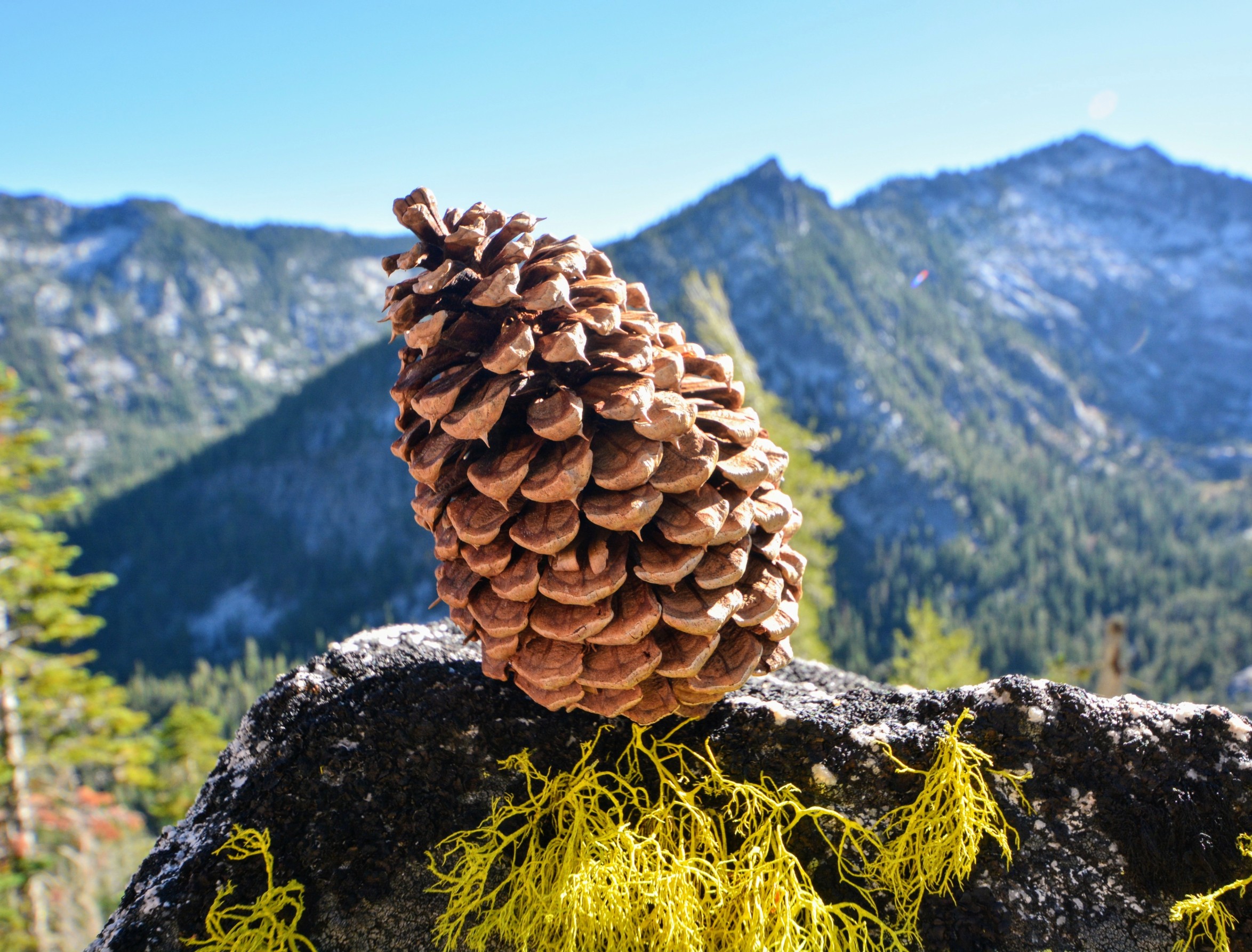 Why trees are reaching new heights in the mountains - Earth.com