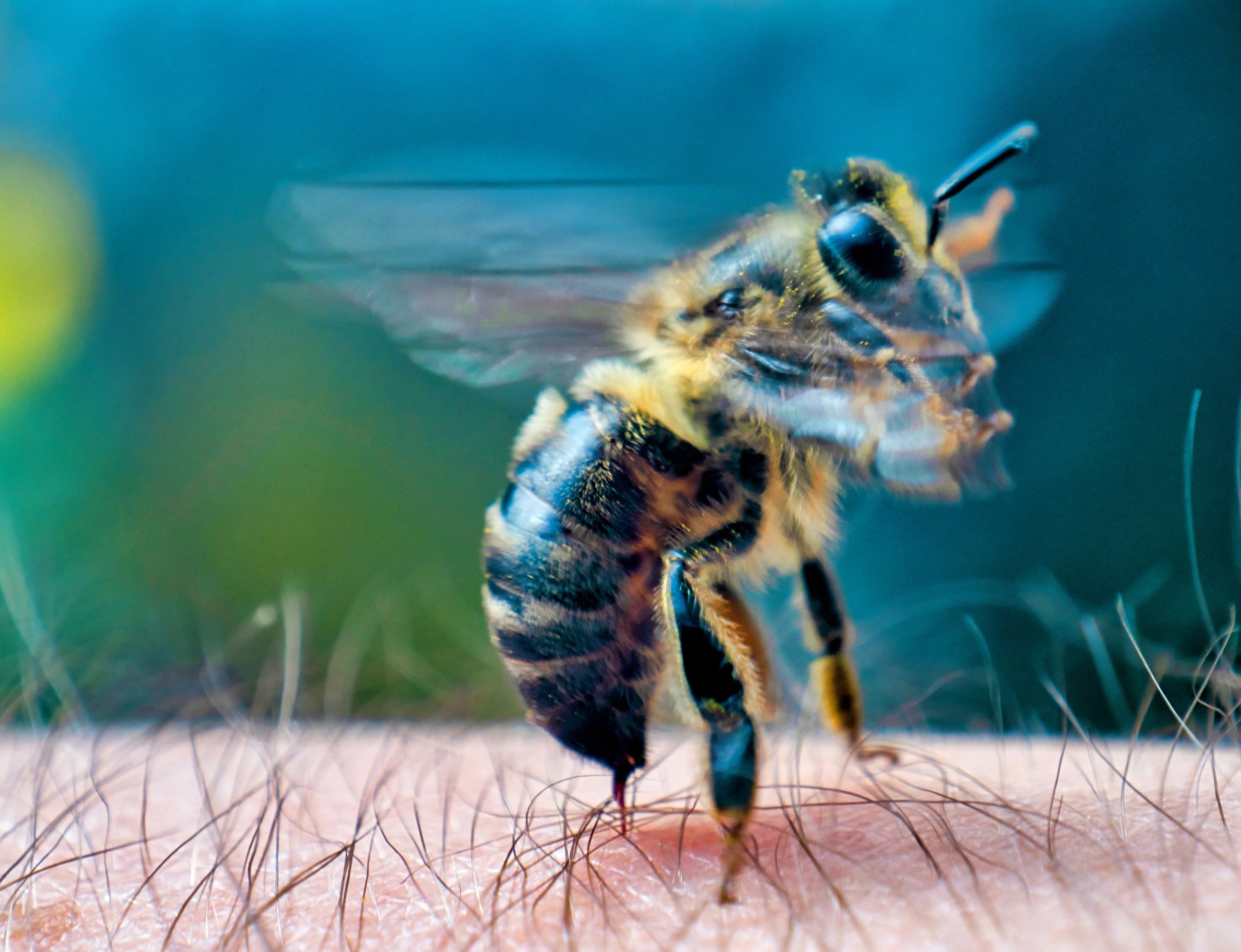 Bees have unique personalities that determine whether they sting ...