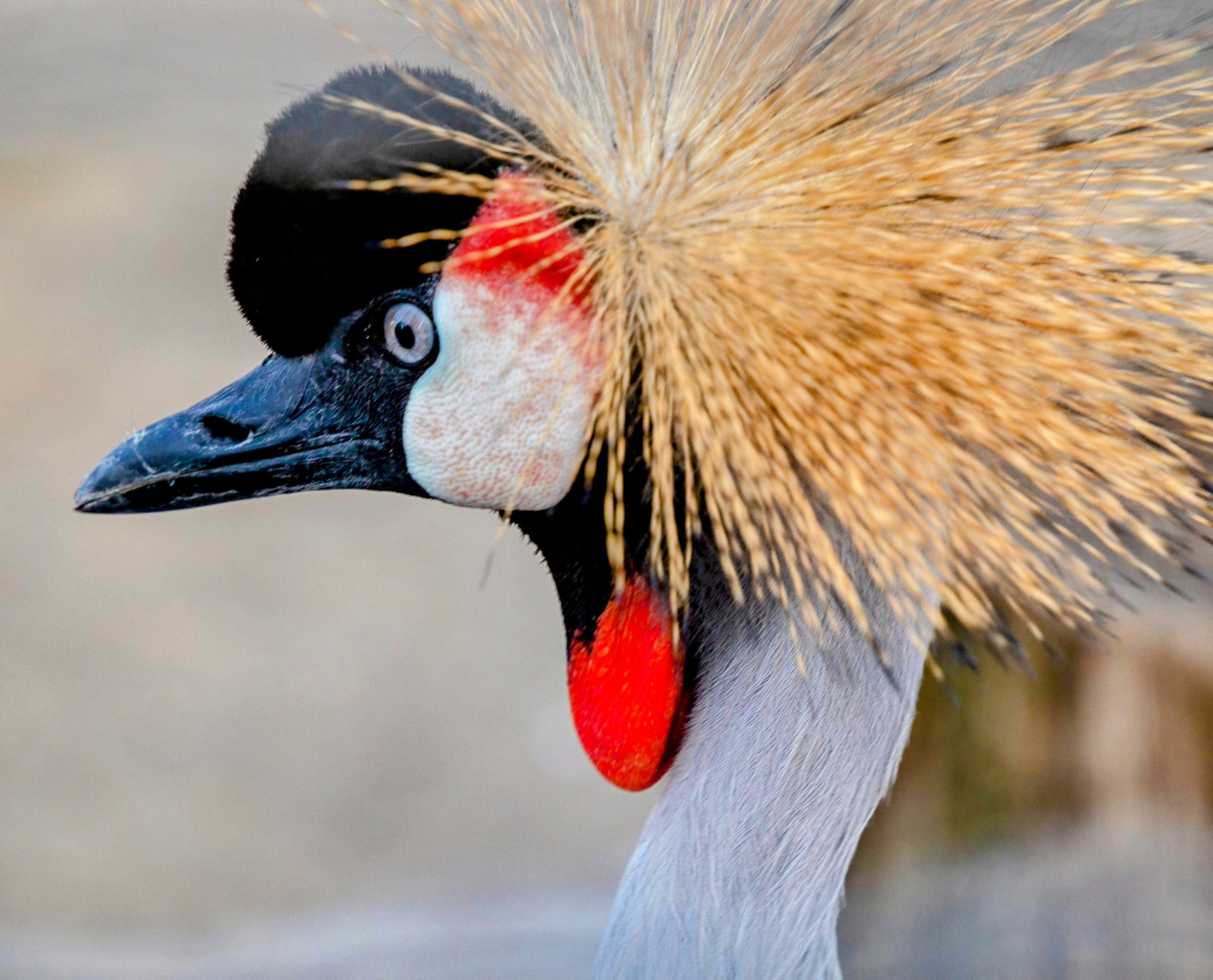 Climate change is the largest threat to U.S. endangered species - Earth.com