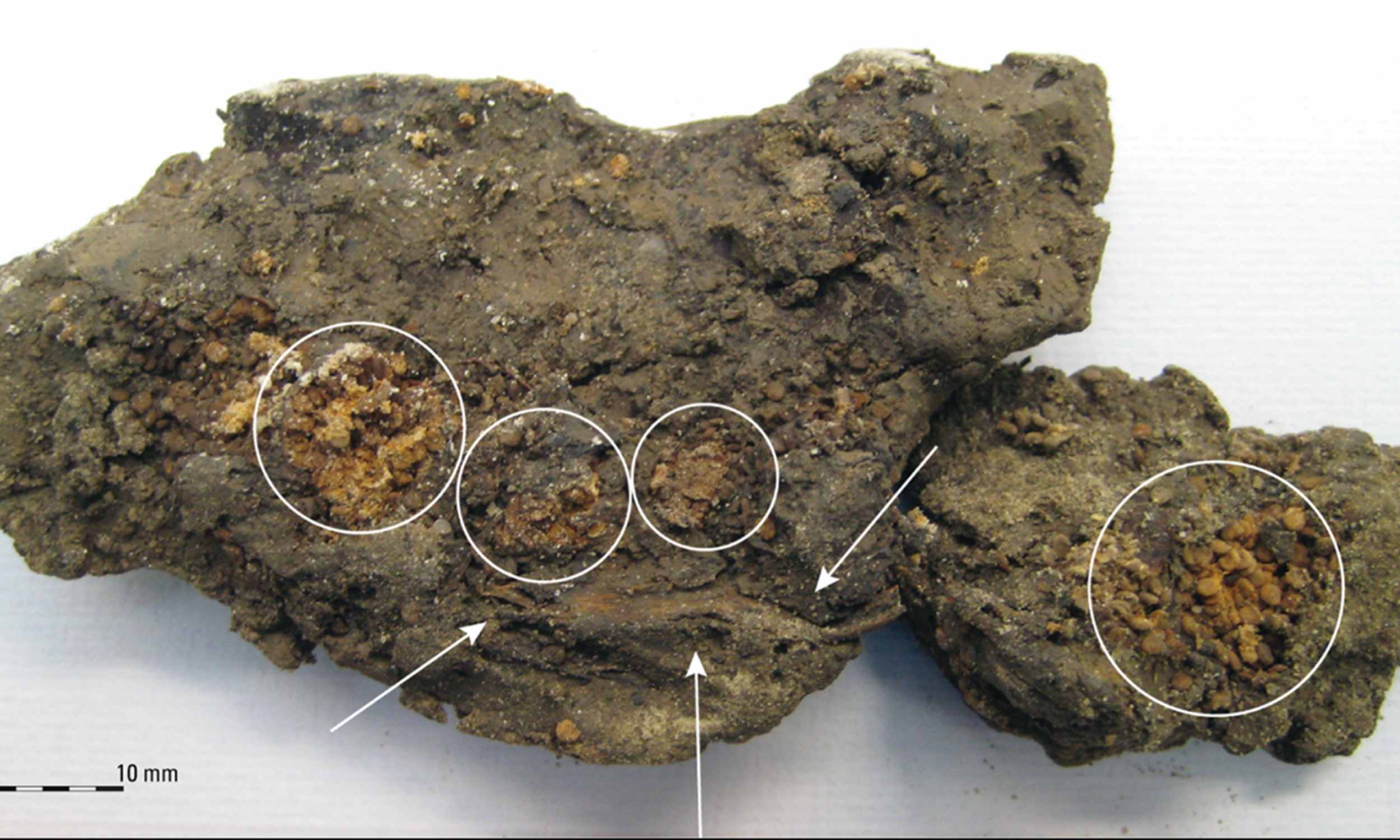 Archaeologists find hallucinogenic seeds in ancient bones - Earth.com