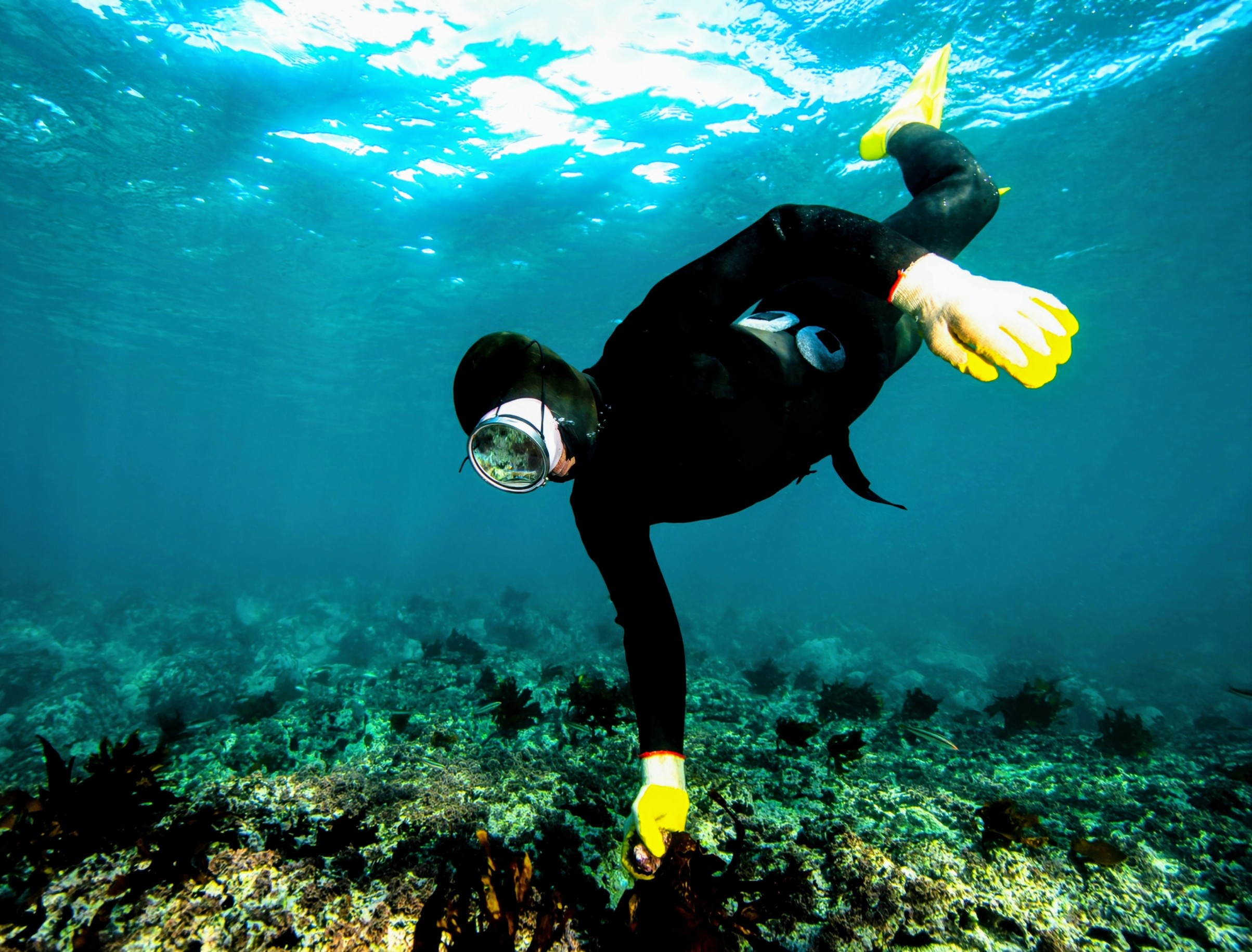 Legendary divers in Korea have inherited 'superhuman' genes - Earth.com