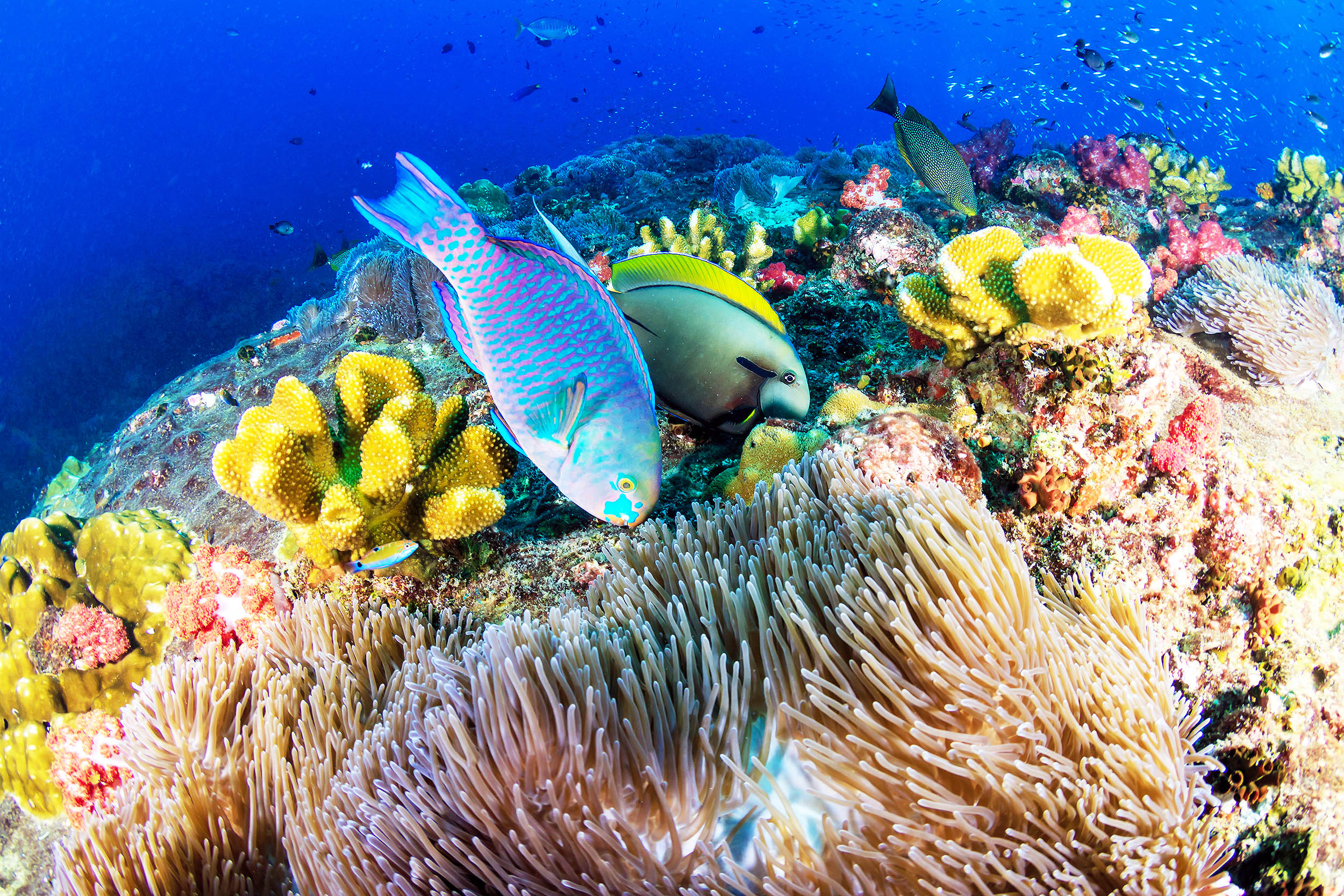 What "grazing halos" and parrotfish reveal about coral reef health ...