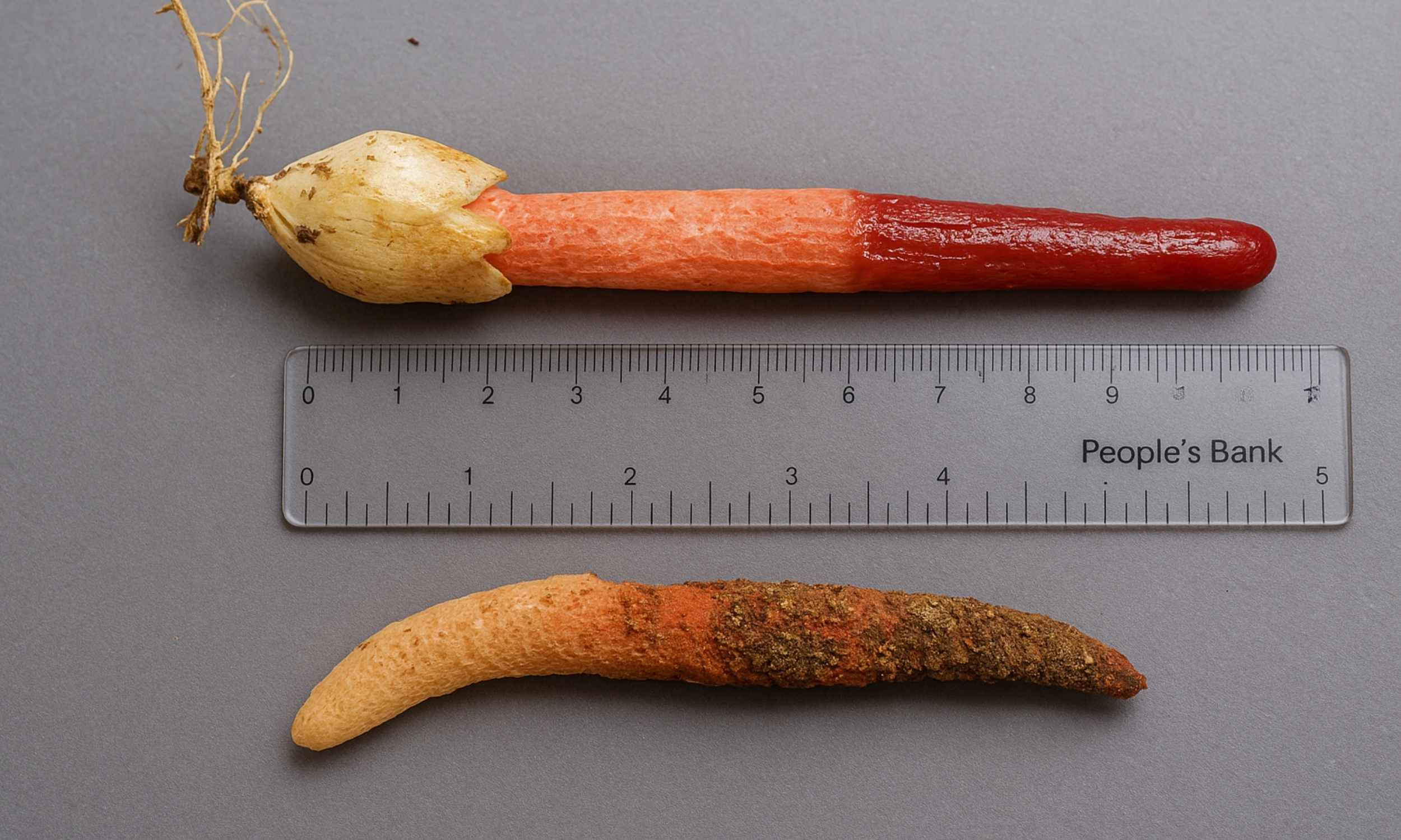 Family photographs a rare 'red cane' fungus thought to be extinct ...