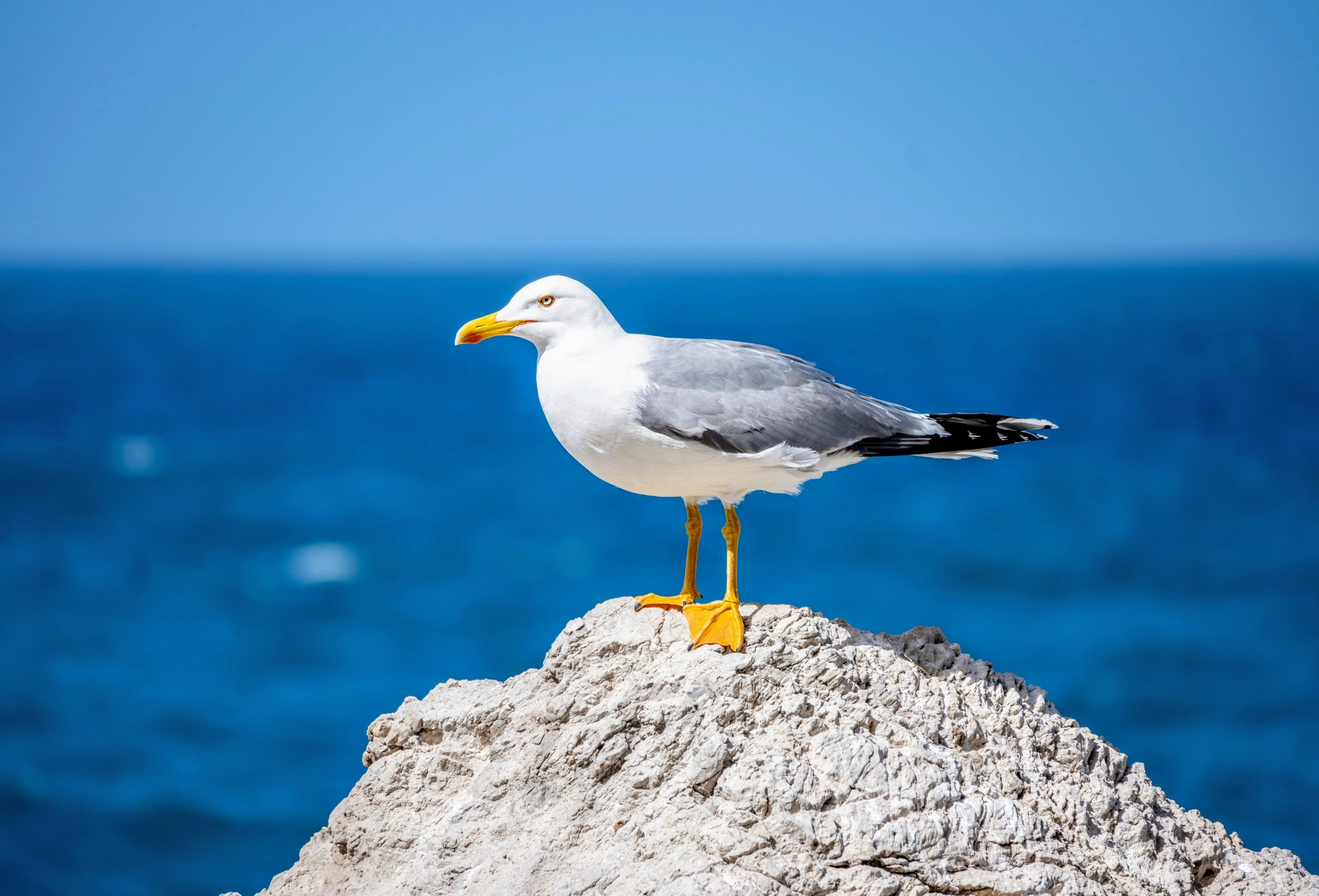 How ocean animals connect countries and continents - Earth.com