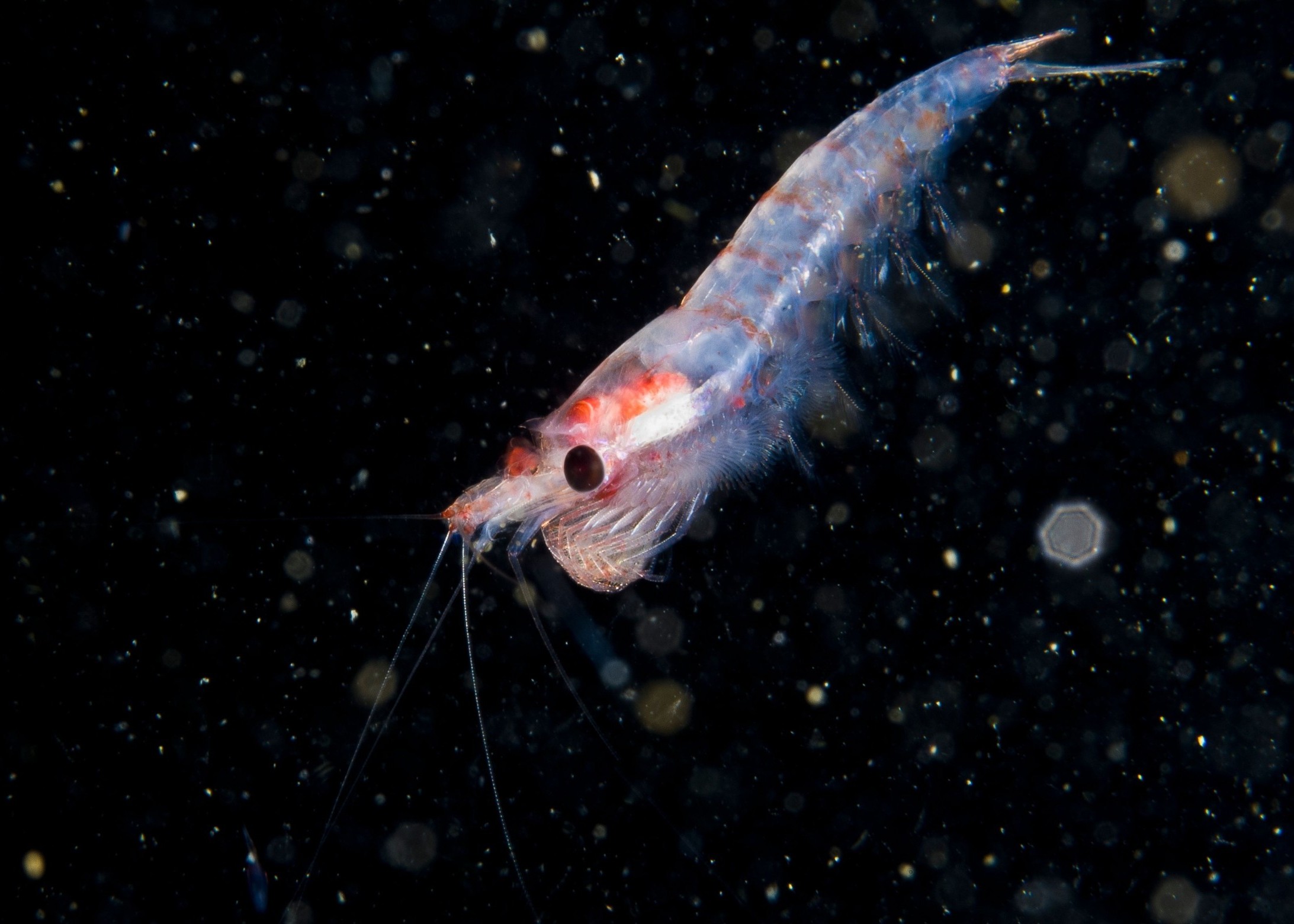 Antarctic krill keep time in a world of endless days, or nights - Earth.com