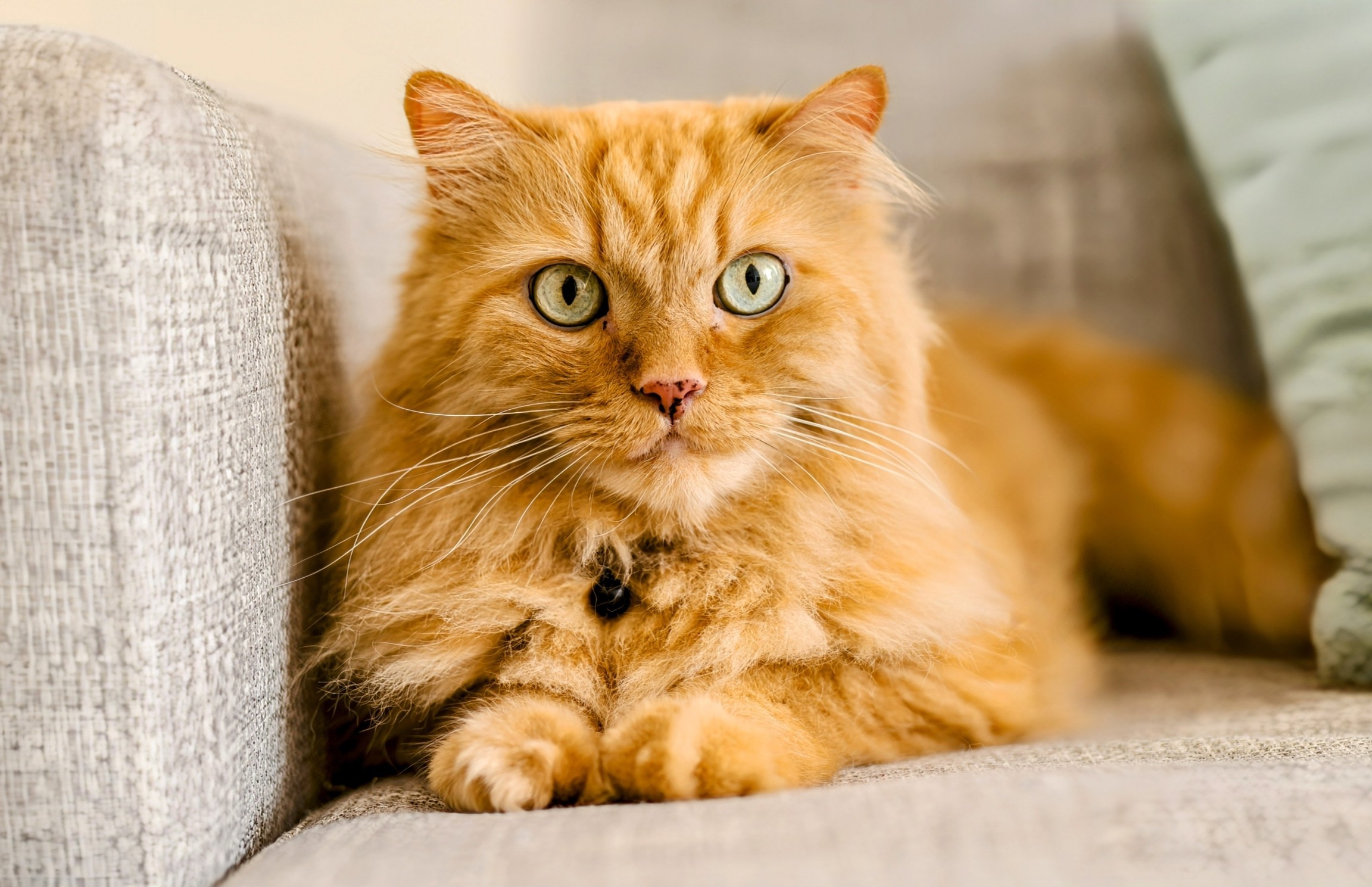 Why are some cats orange? Scientists have found the answer - Earth.com