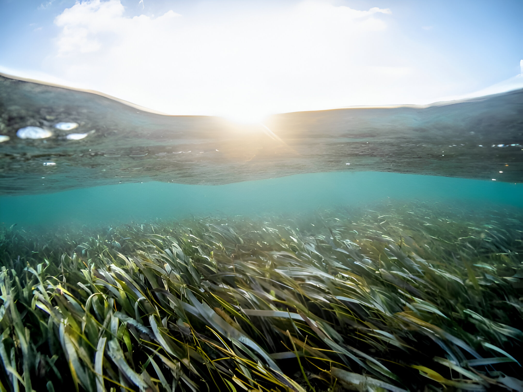 Seagrass meadows still thrive on Florida's Nature Coast - Earth.com
