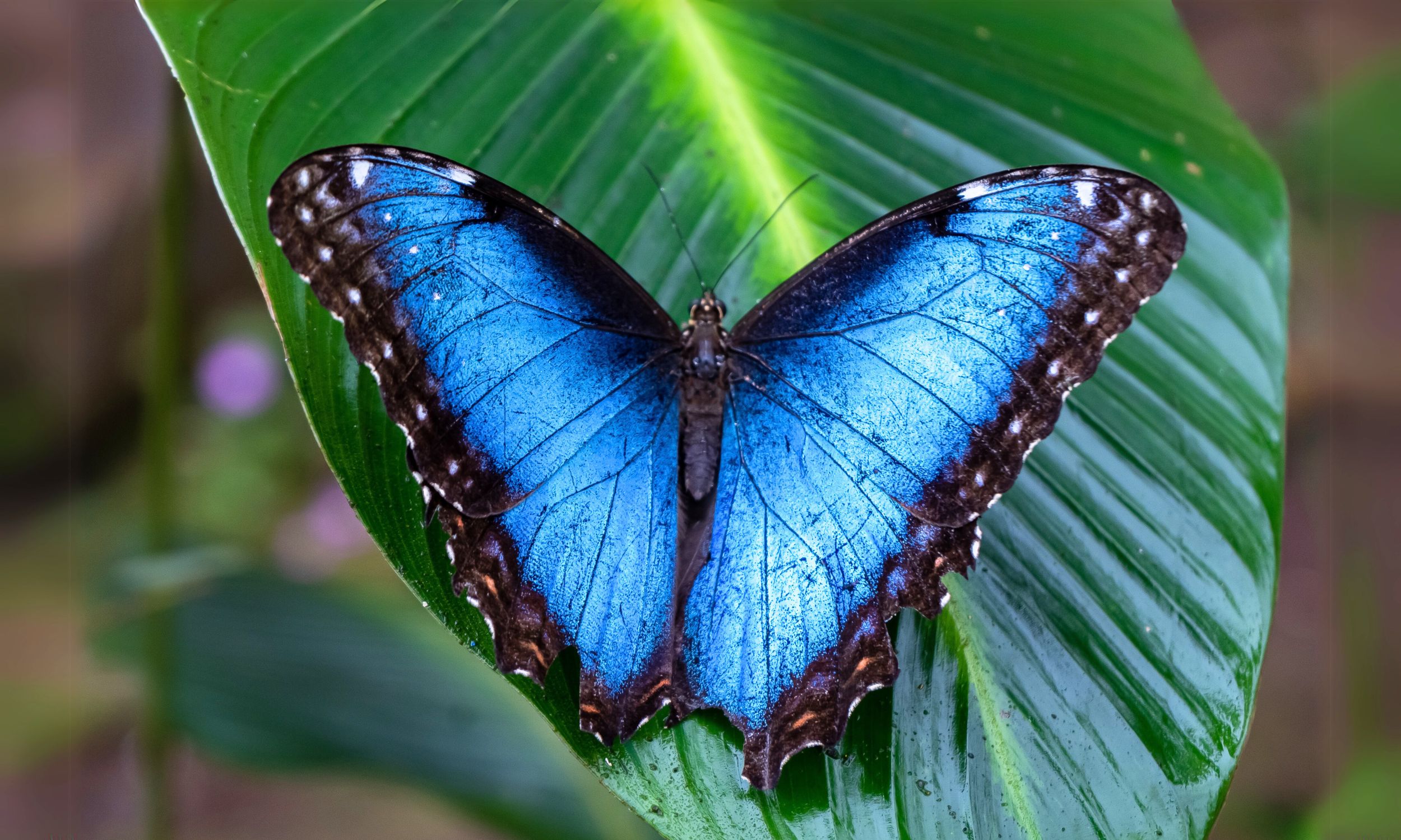 Butterfly hovering technique could revolutionize drone design - Earth.com
