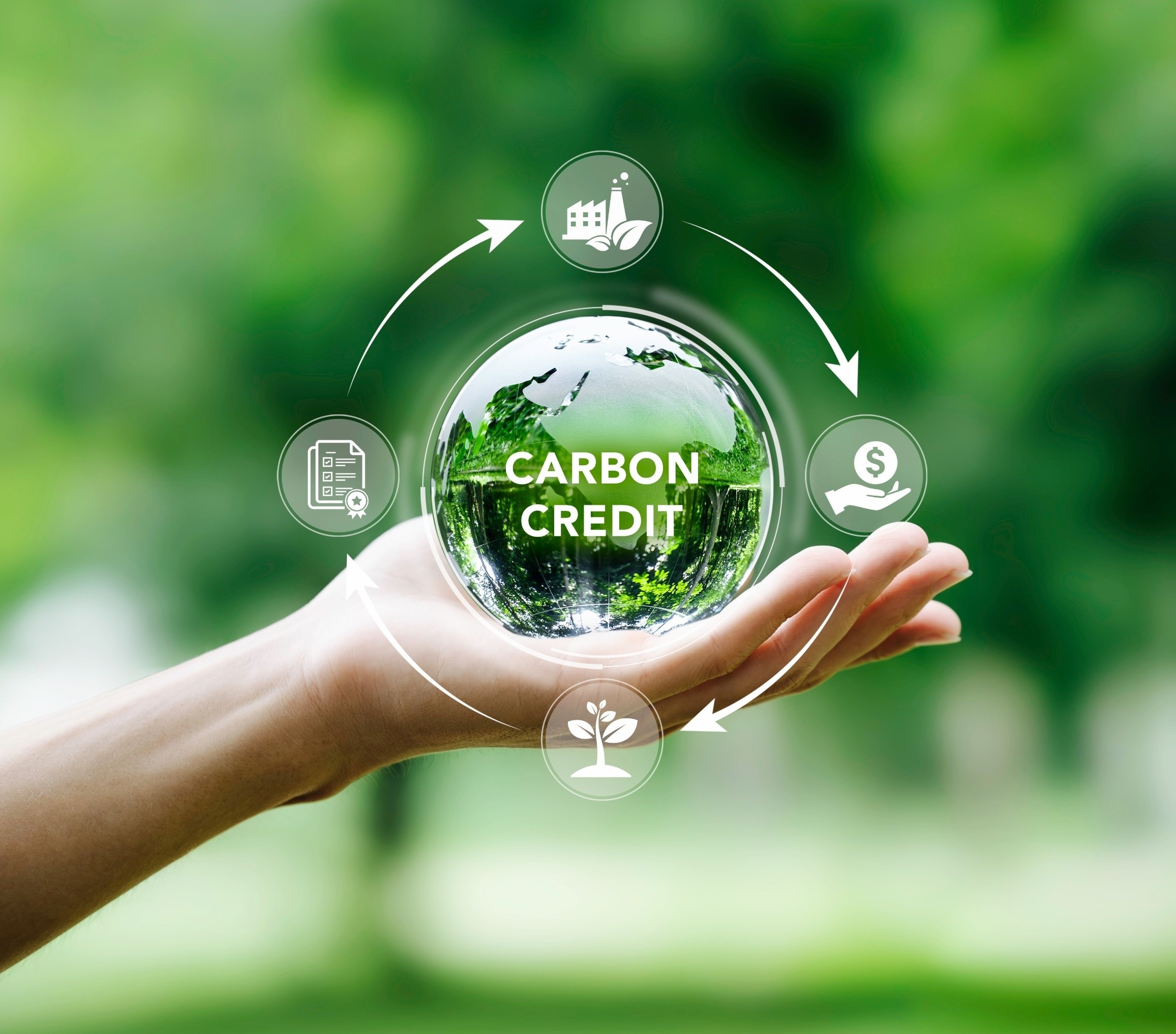 Forest carbon credits are failing, so what needs to change? - Earth.com