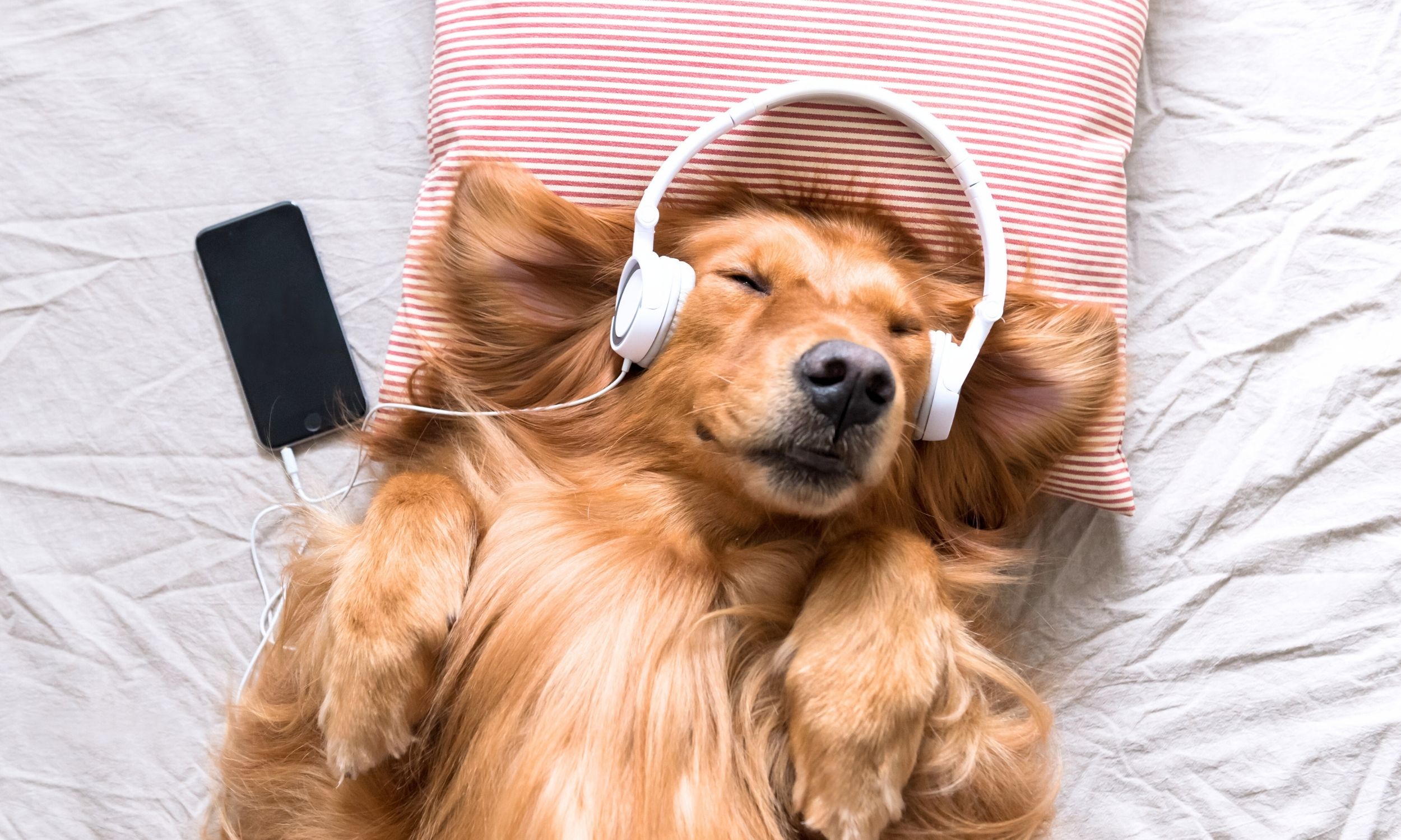 Music reduces anxiety in dogs, cats, and most other animal species ...
