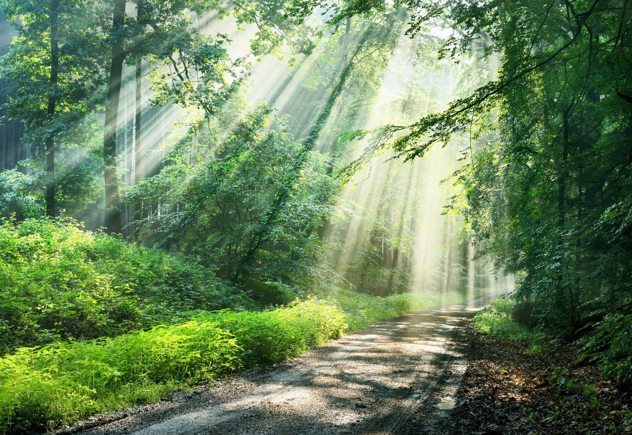 Forests provide different health benefits based on their structure ...