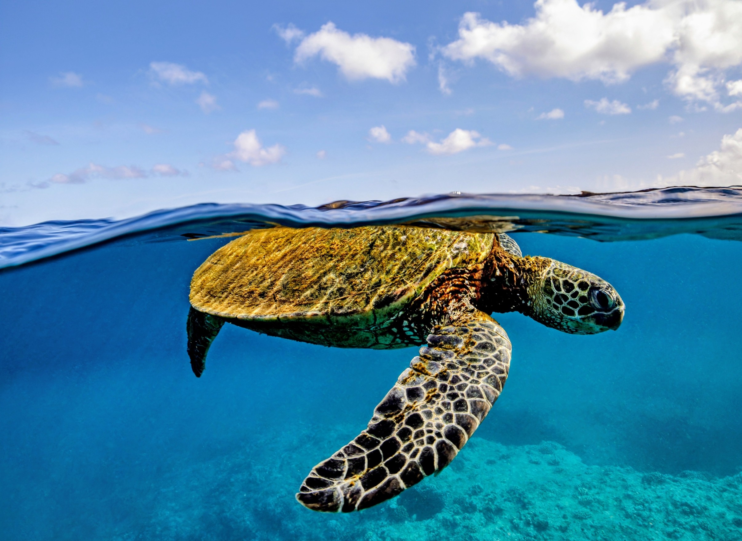 World Turtle Day 2025: Ancient creatures with modern challenges - Earth.com
