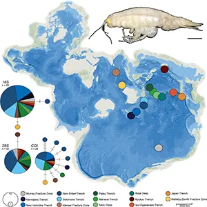Giant crustaceans inhabit most of Earth's deep ocean floors - Earth.com