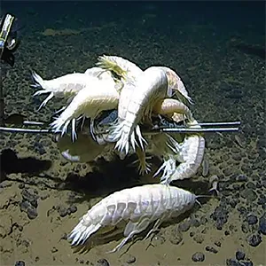 Giant crustaceans inhabit most of Earth's deep ocean floors - Earth.com