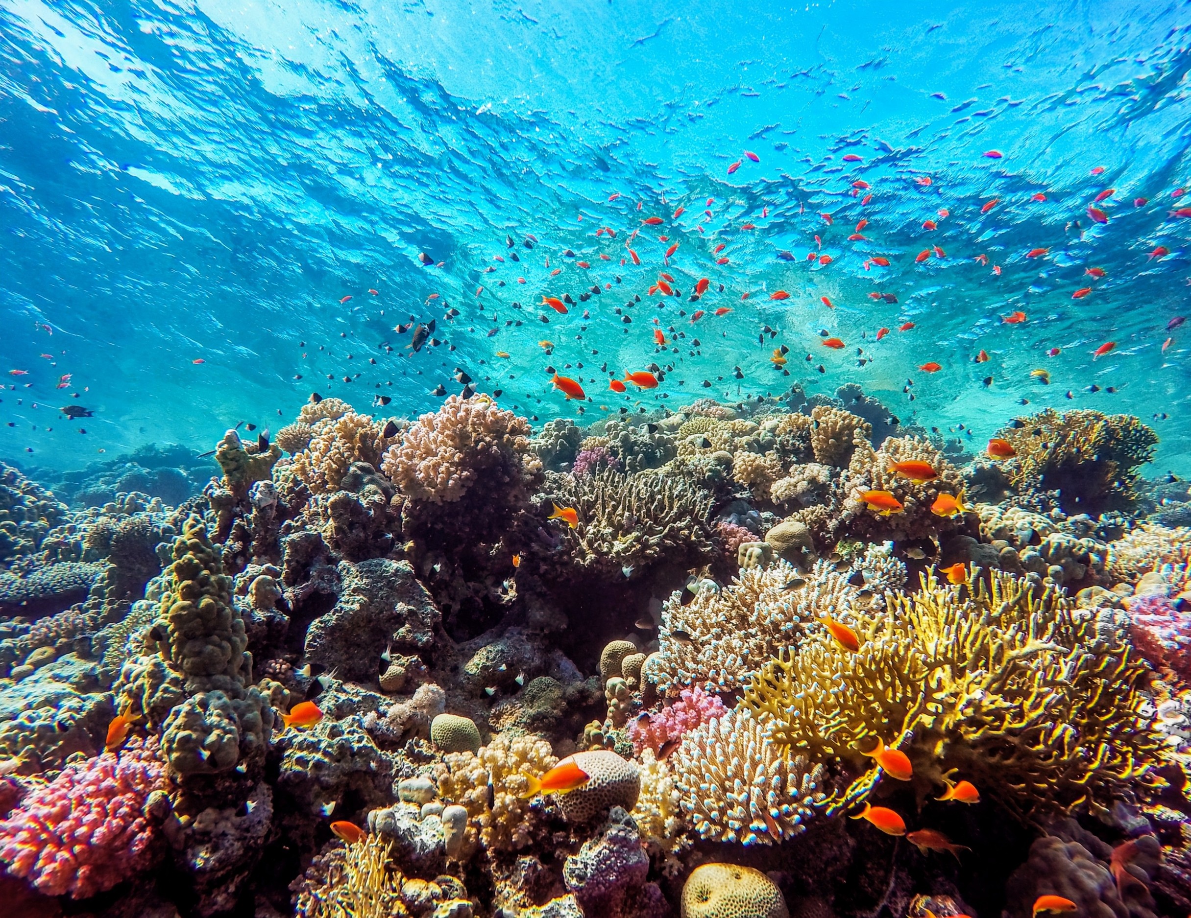 World Reef Awareness Day 2025: Bringing corals back to life - Earth.com
