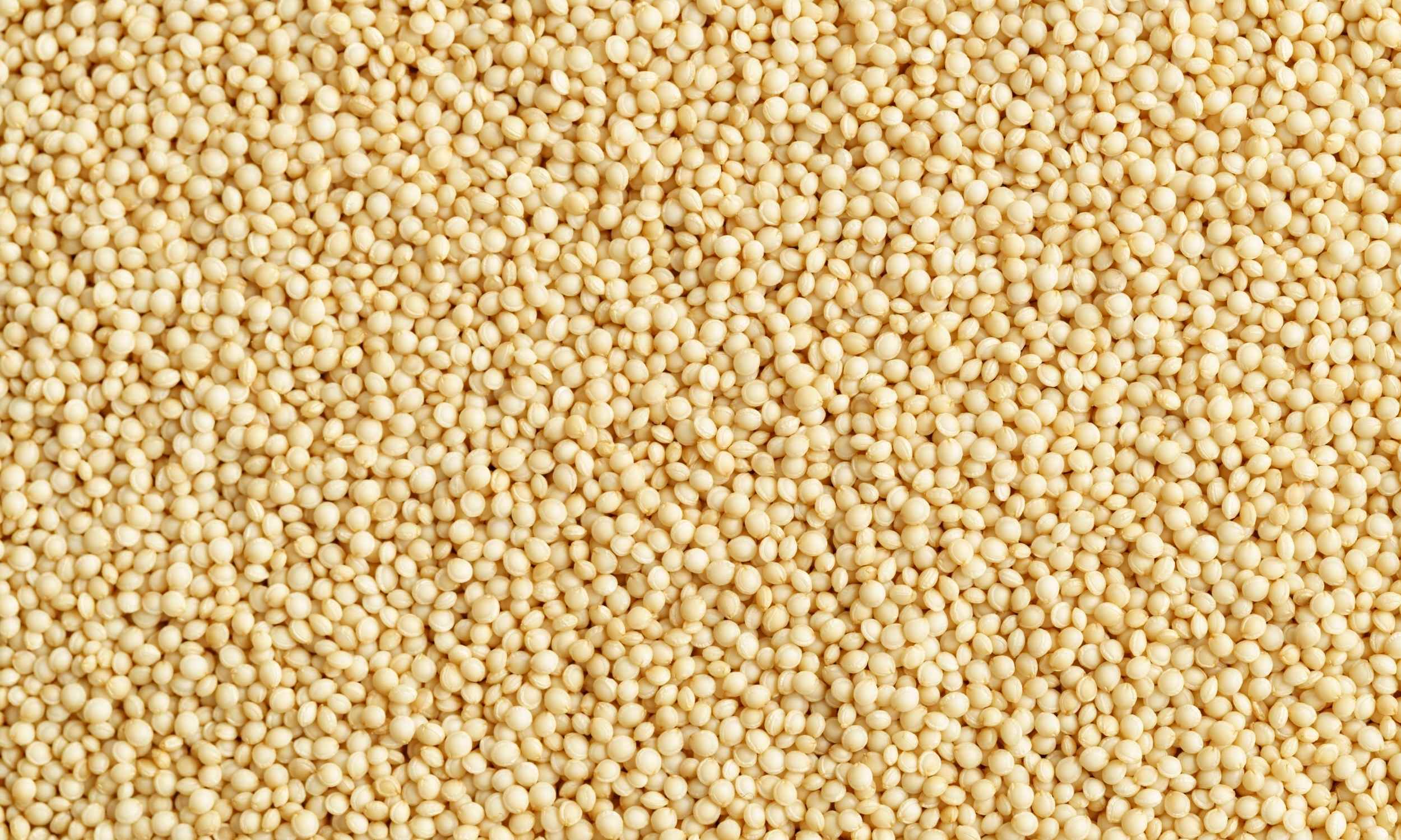 Seed discovered that prevents tumors and keeps bones strong - Earth.com