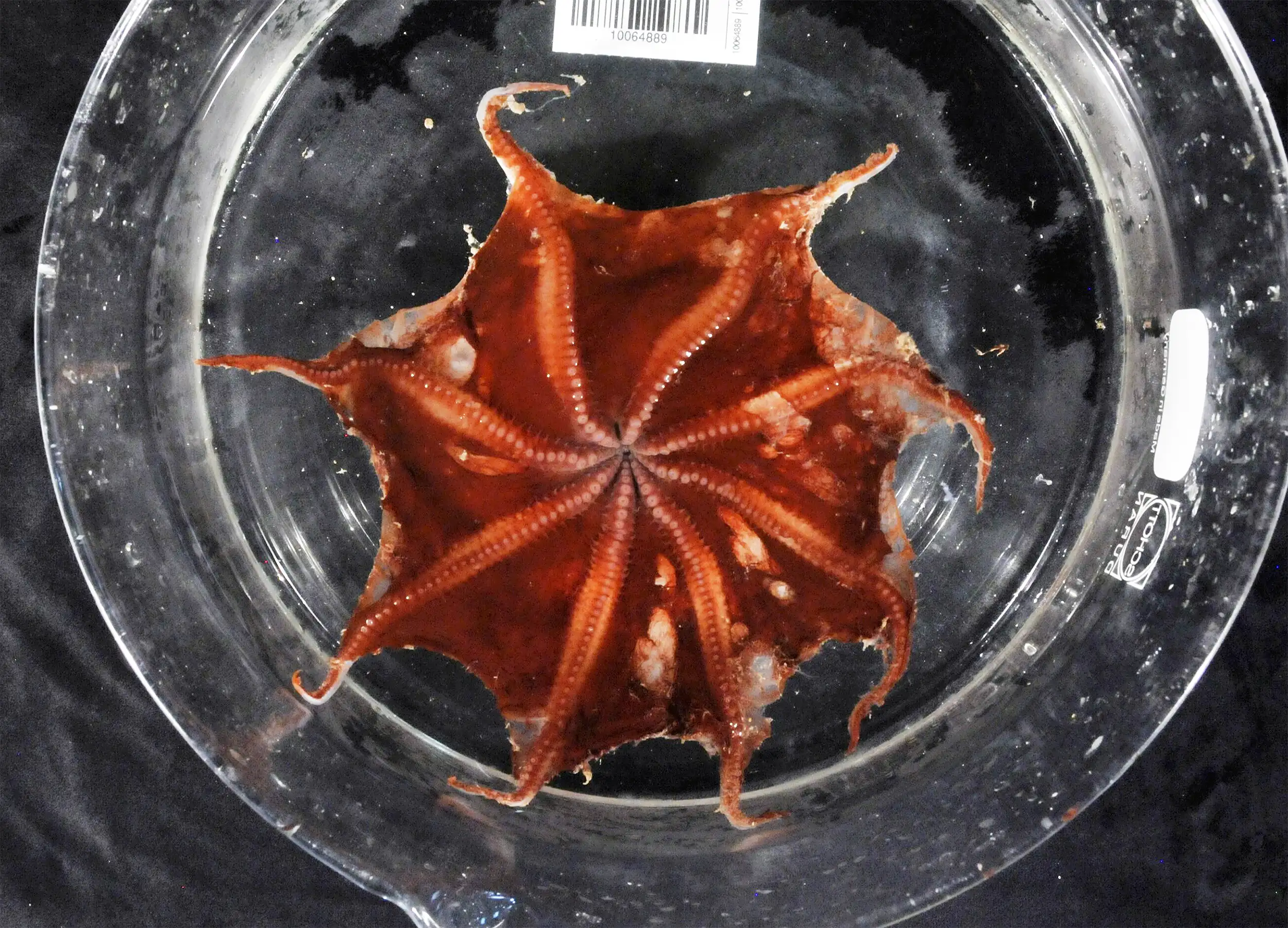 New octopus species discovered in very deep ocean waters - Earth.com