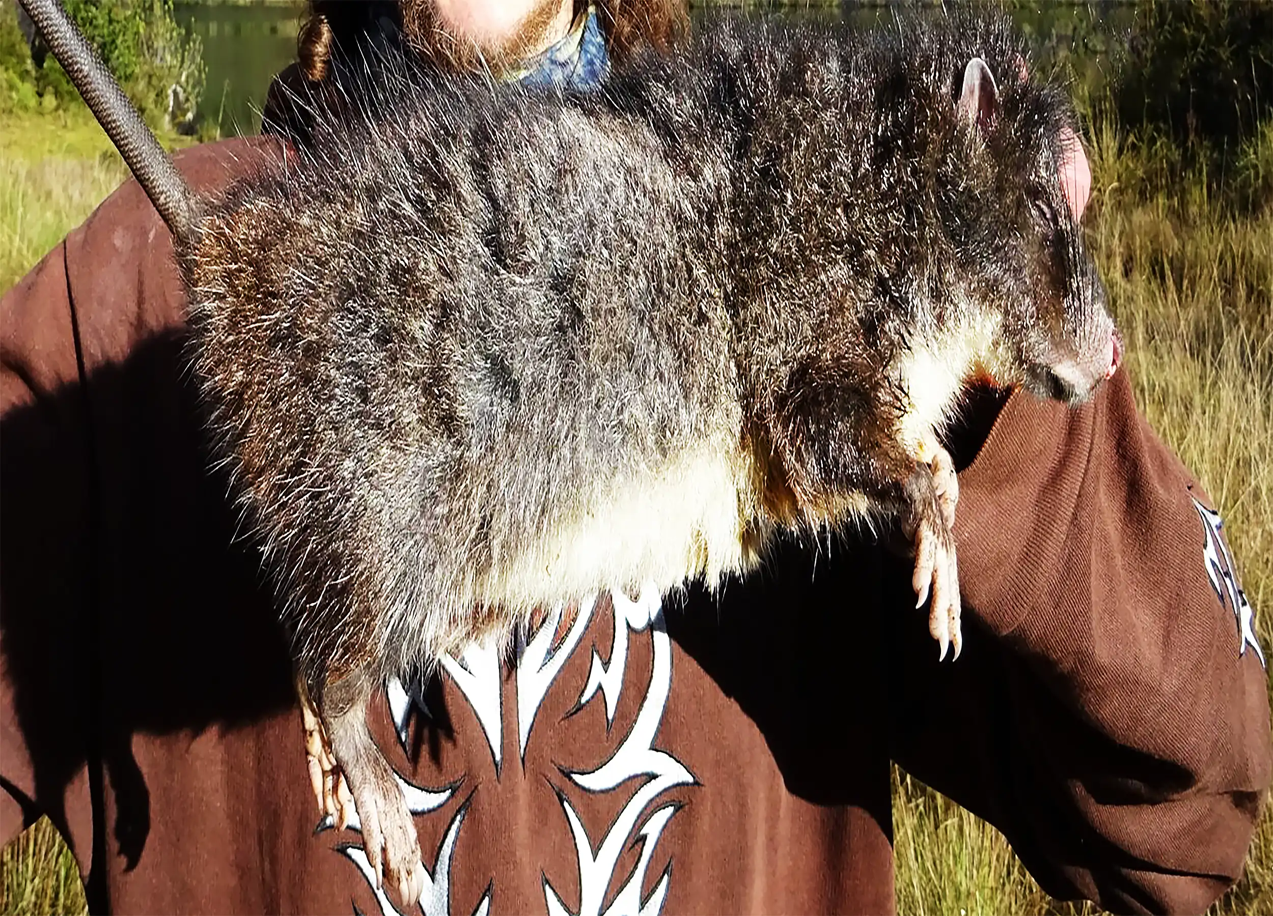 First photo ever taken of a "Giant Woolly Rat" proves it's not a myth ...