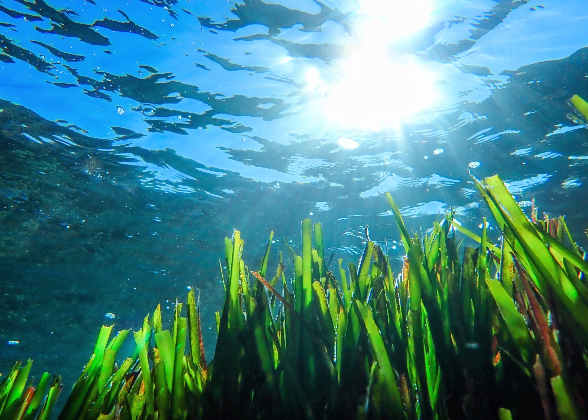 Seagrass bubble sounds can be used to measure carbon storage - Earth.com