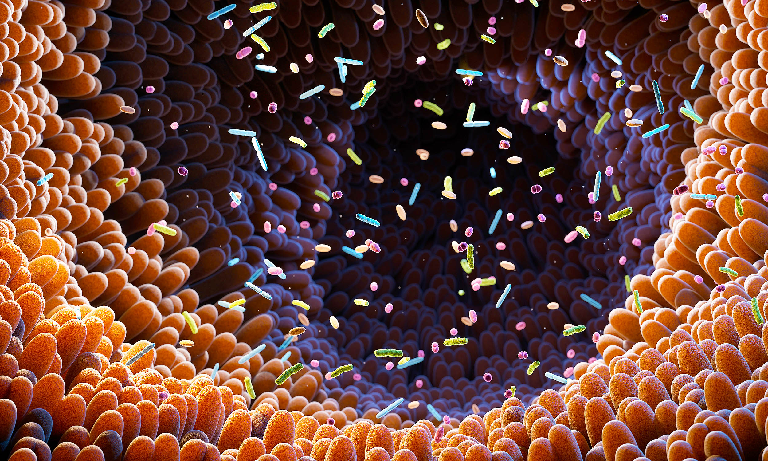 Link found between obesity, anxiety, and gut microbiome changes - Earth.com