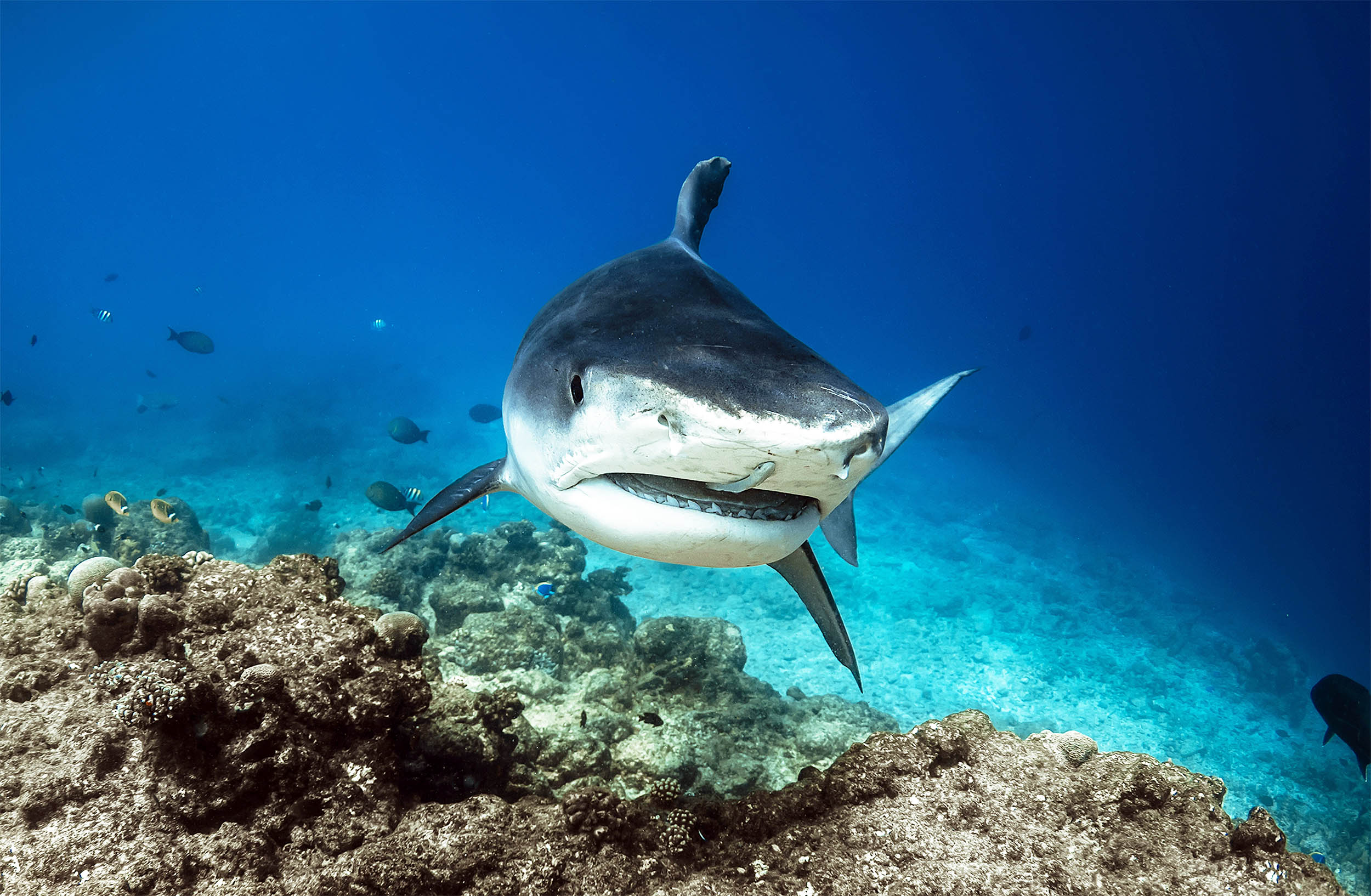 Different shark species seen on video feeding together in rare event ...