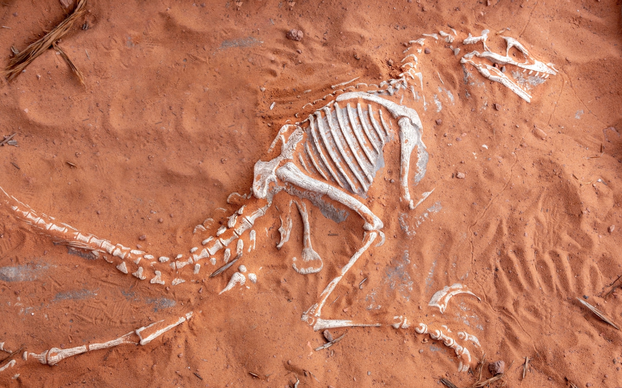 What fossils tell us about life after mass extinction - Earth.com