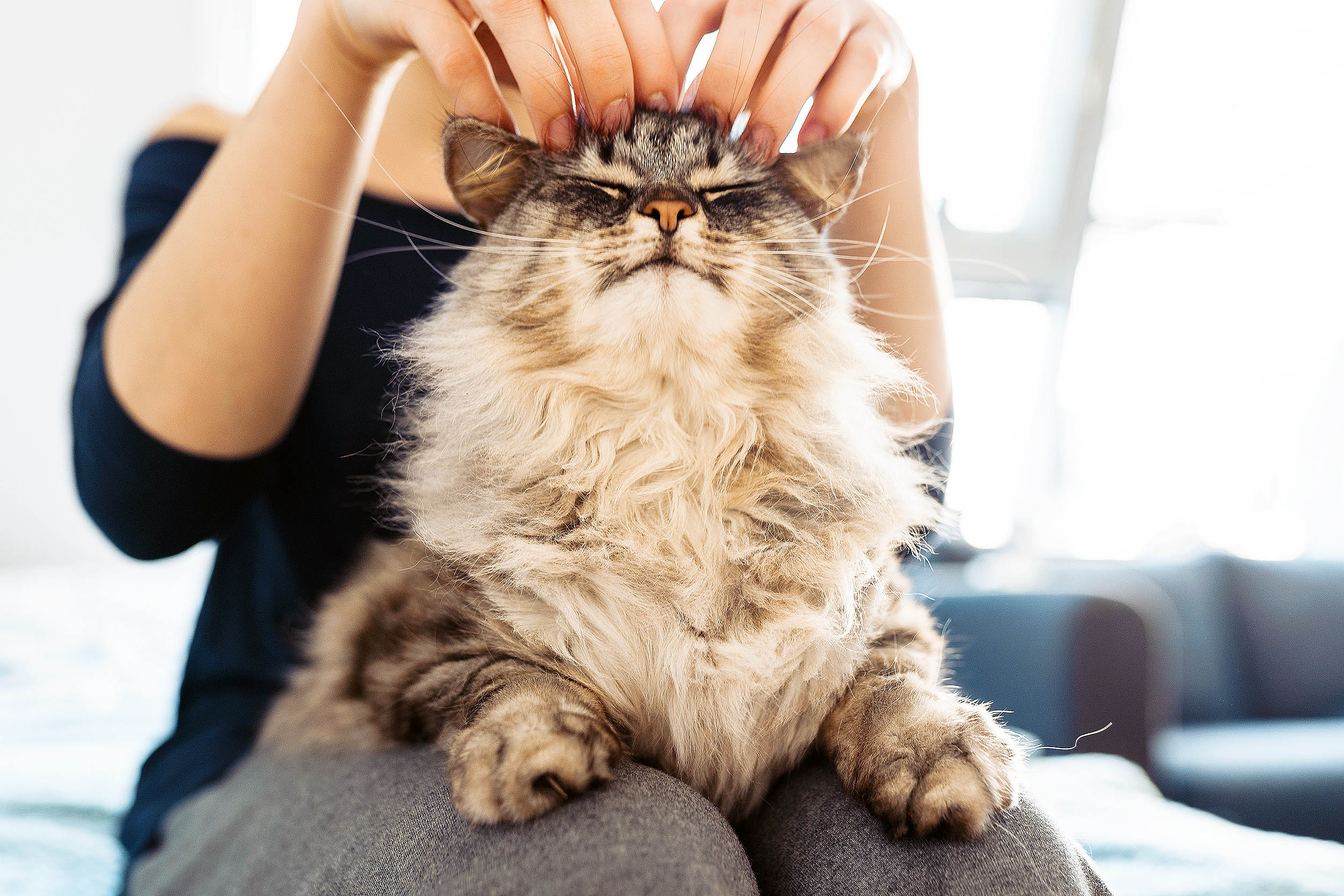 How and why do cats purr? Scientists finally found the answers - Earth.com