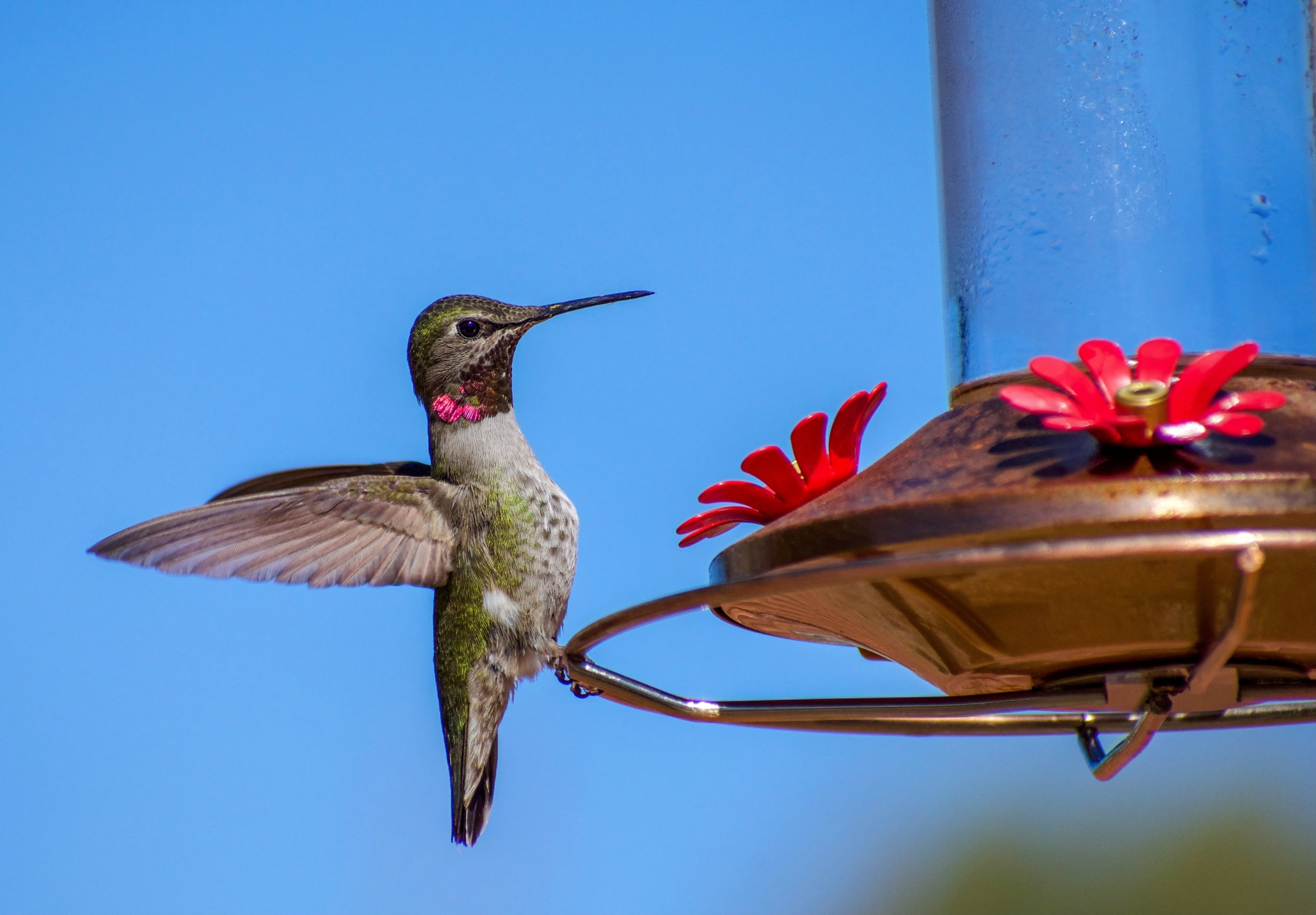Birds are consuming alcohol more often than we realized - Earth.com