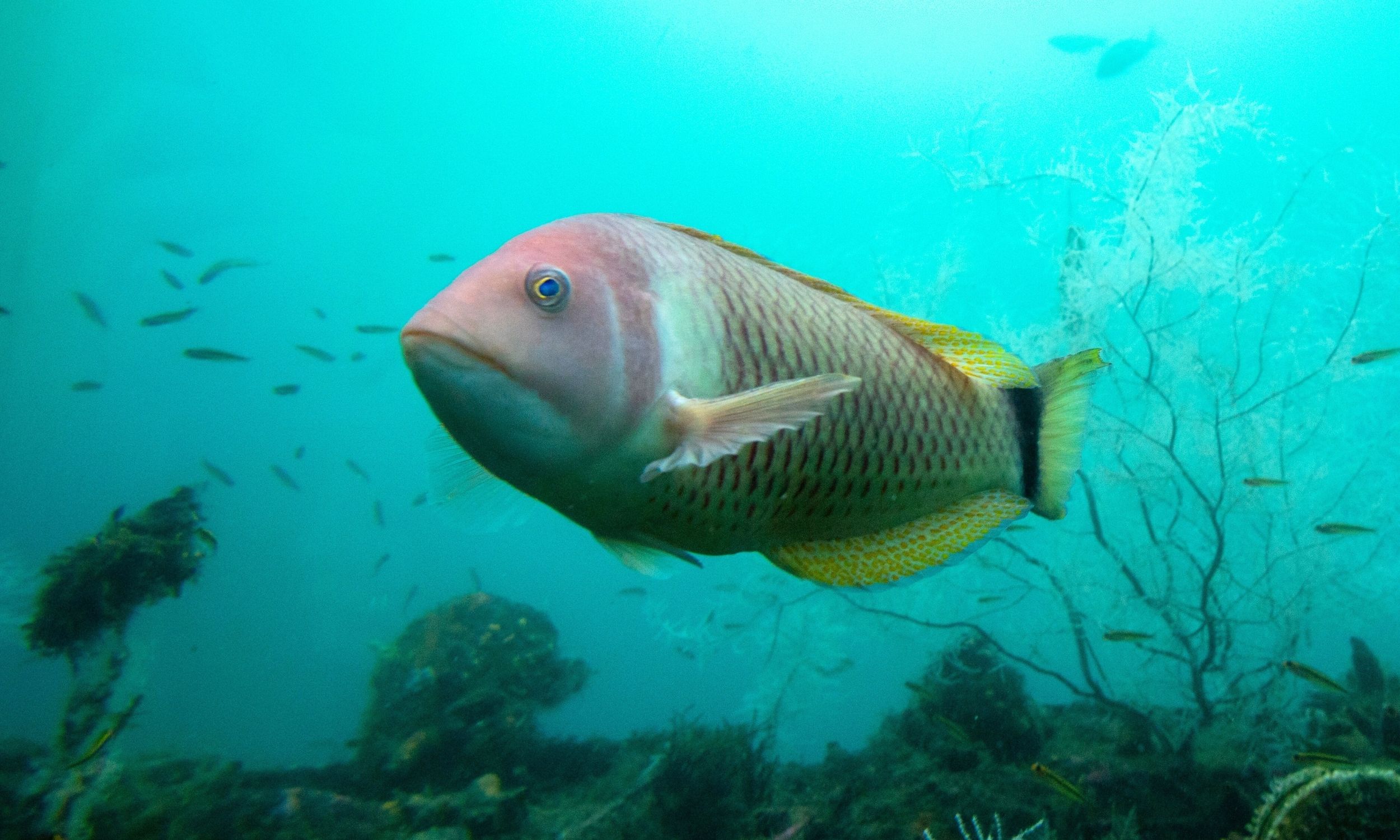 Sex changing fish waste no time claiming top spot in hierarchy - Earth.com