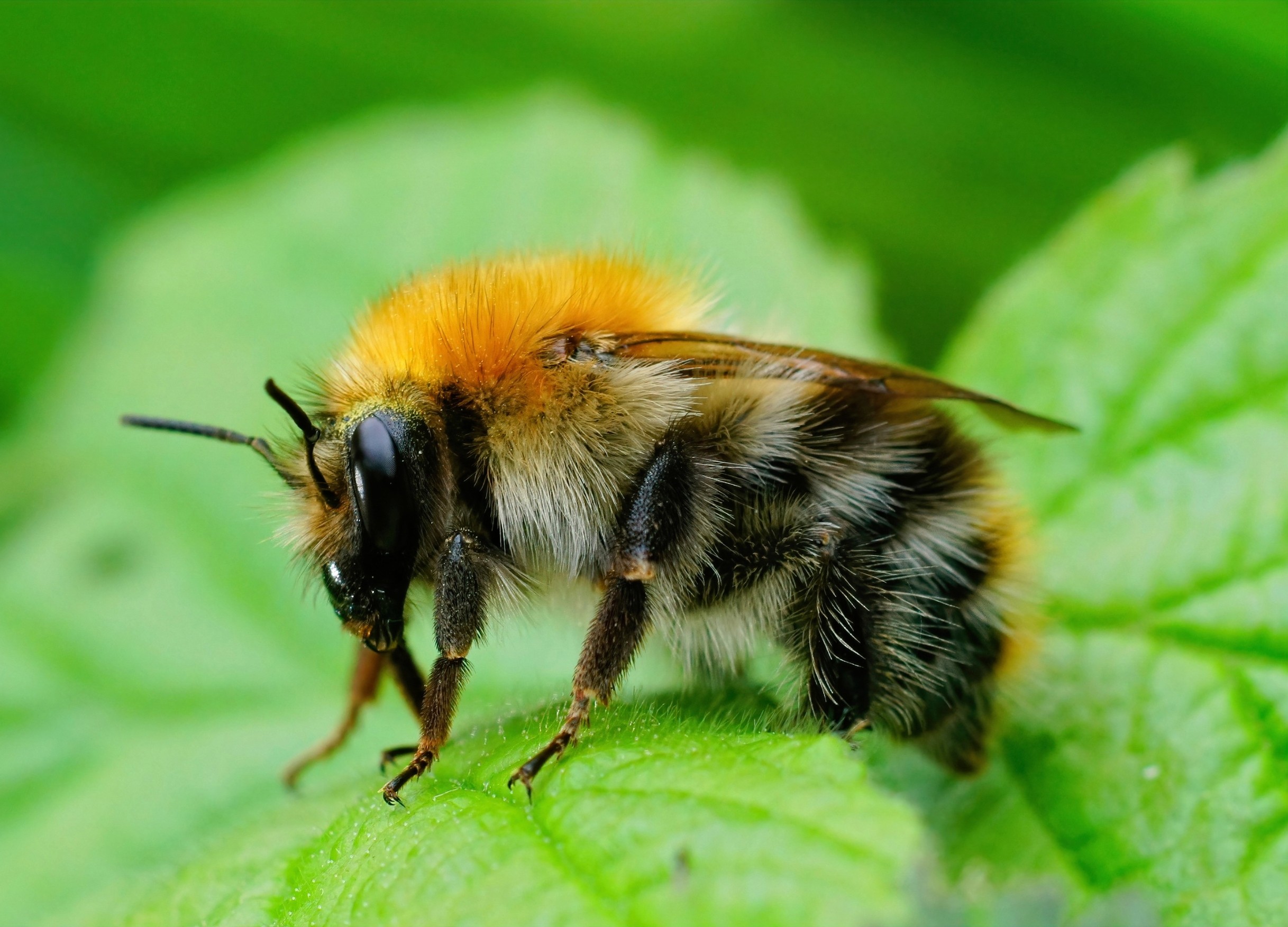 Bumble bee queens take strategic 'breaks' while forming colonies ...