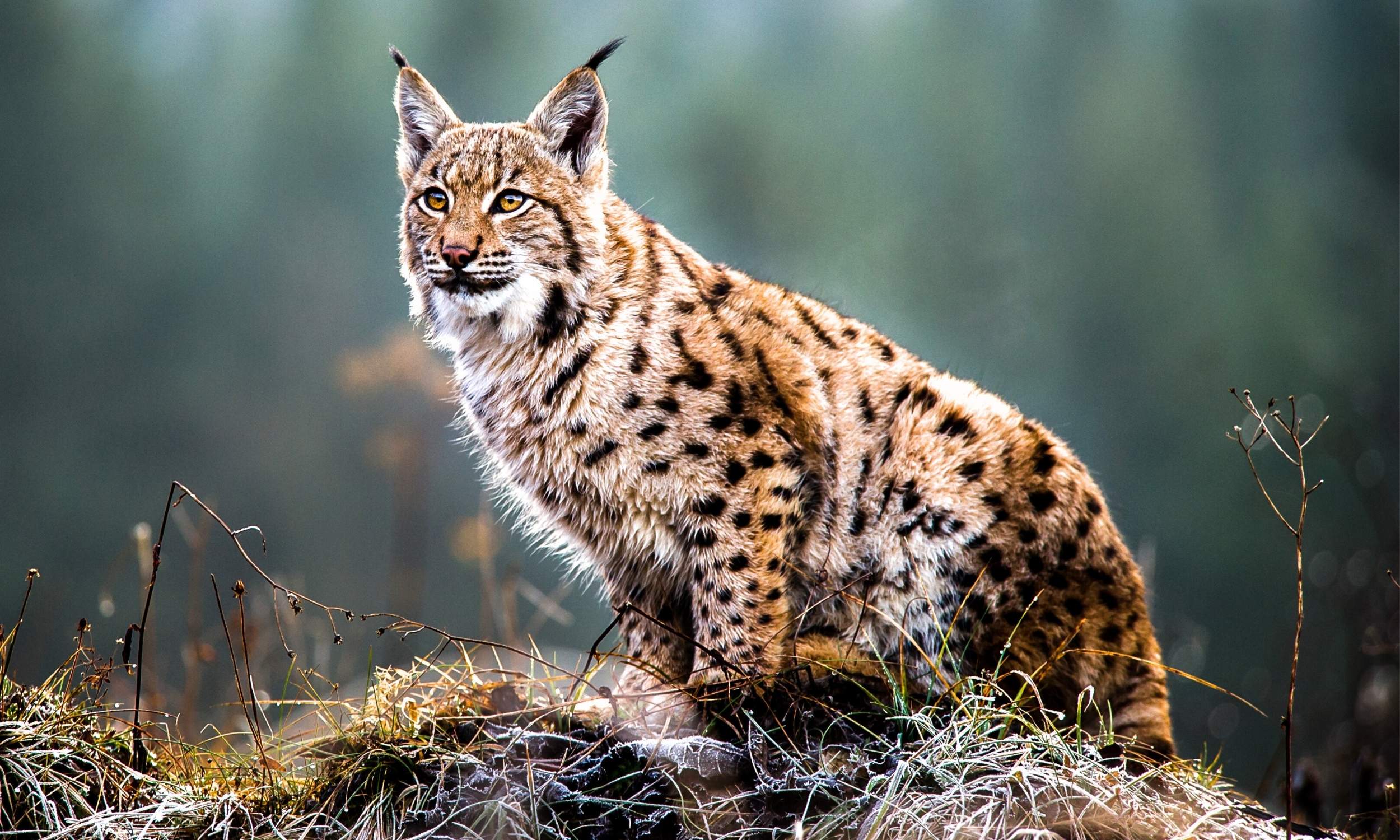 International Lynx Day 2025: Protecting the silent hunters - Earth.com