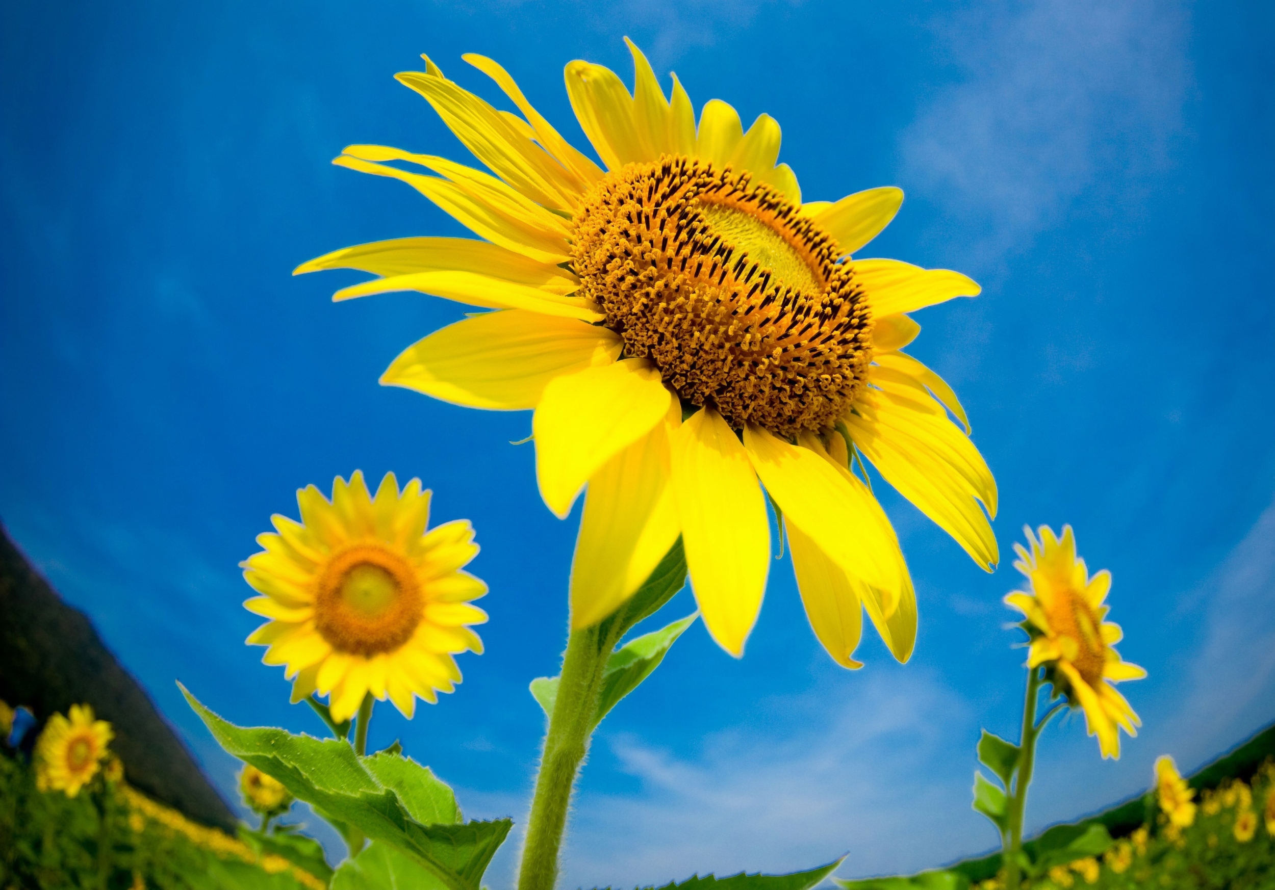 Summer solstice guides plant growth - but climate is interfering ...