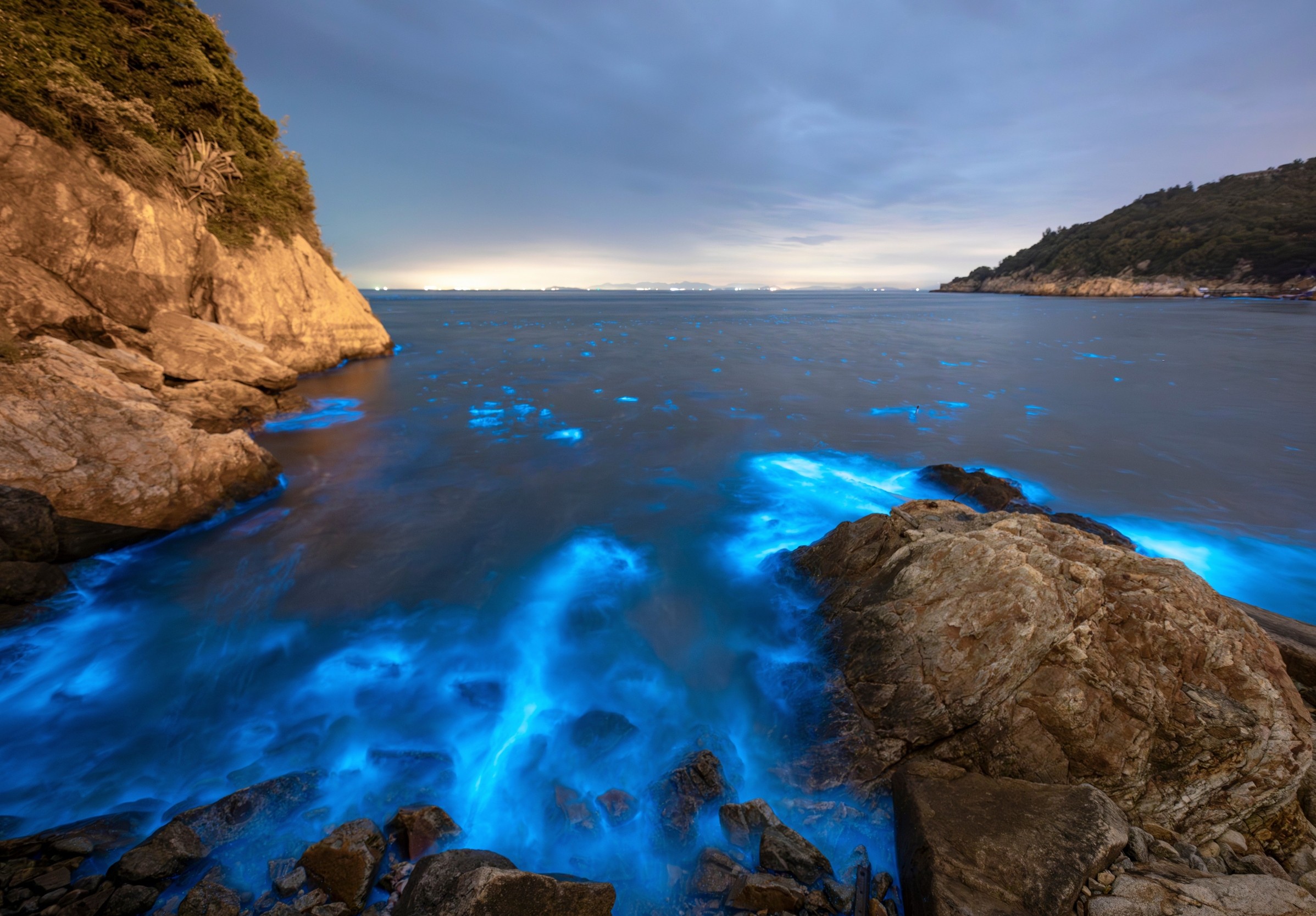Tiny phytoplankton that feed ocean life are rapidly disappearing ...