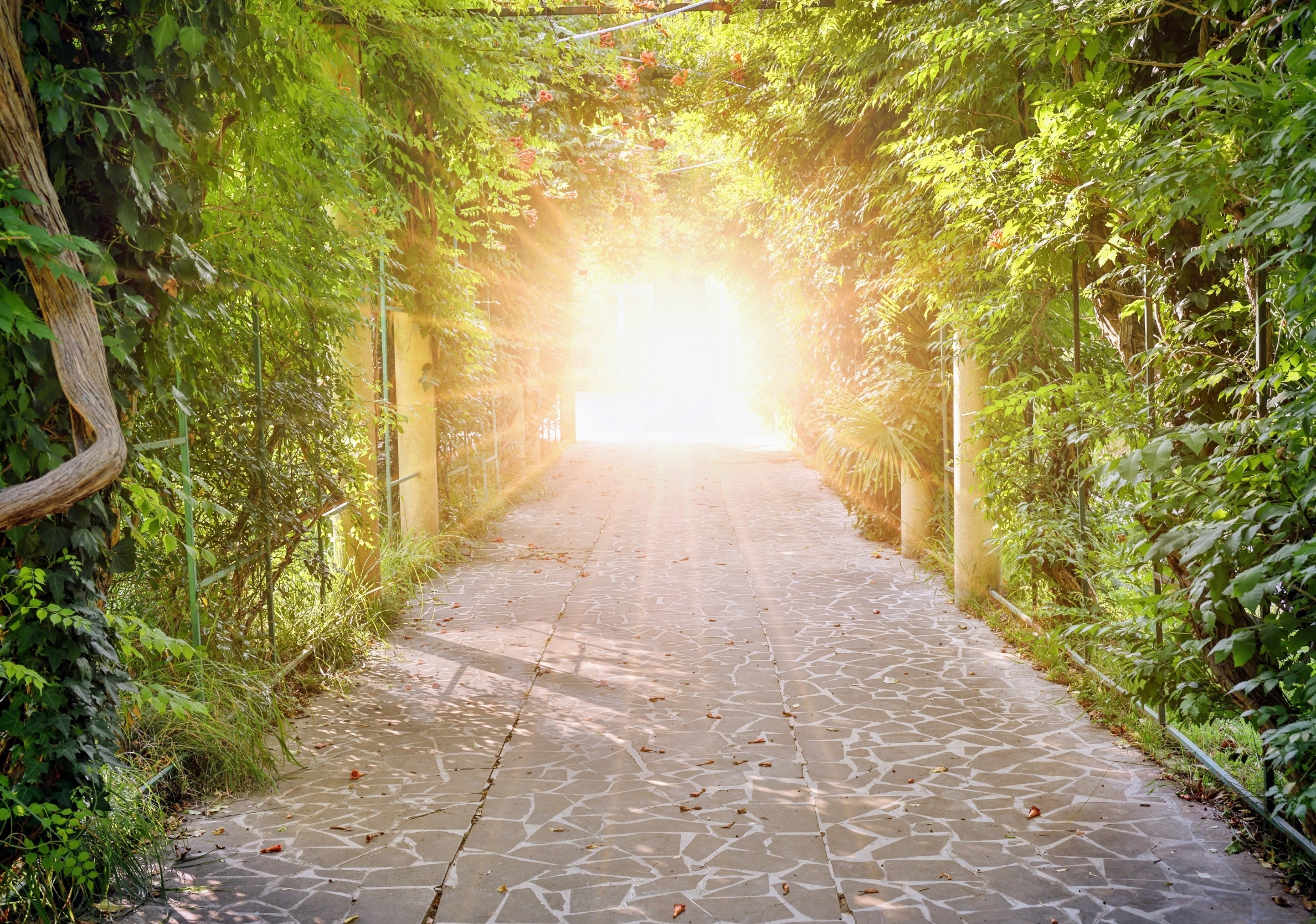 Religious leaders of all faiths ate 'magic mushrooms' in a study ...