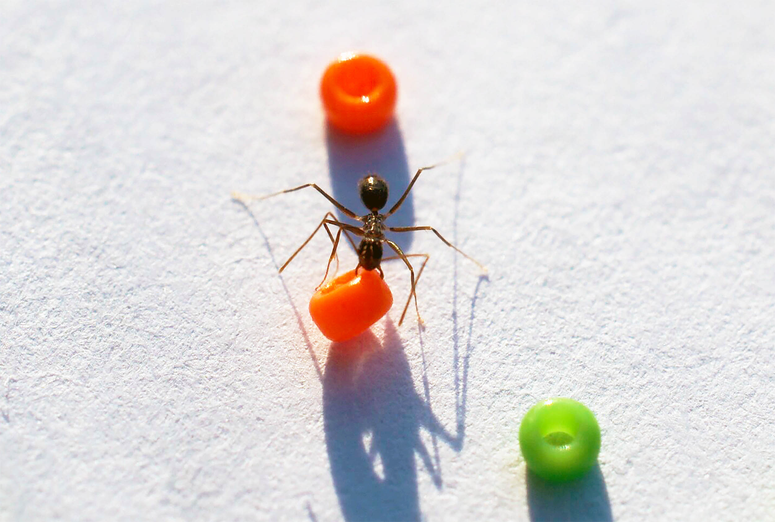 Swarm intelligence: Ants can anticipate obstacles and plan ahead ...