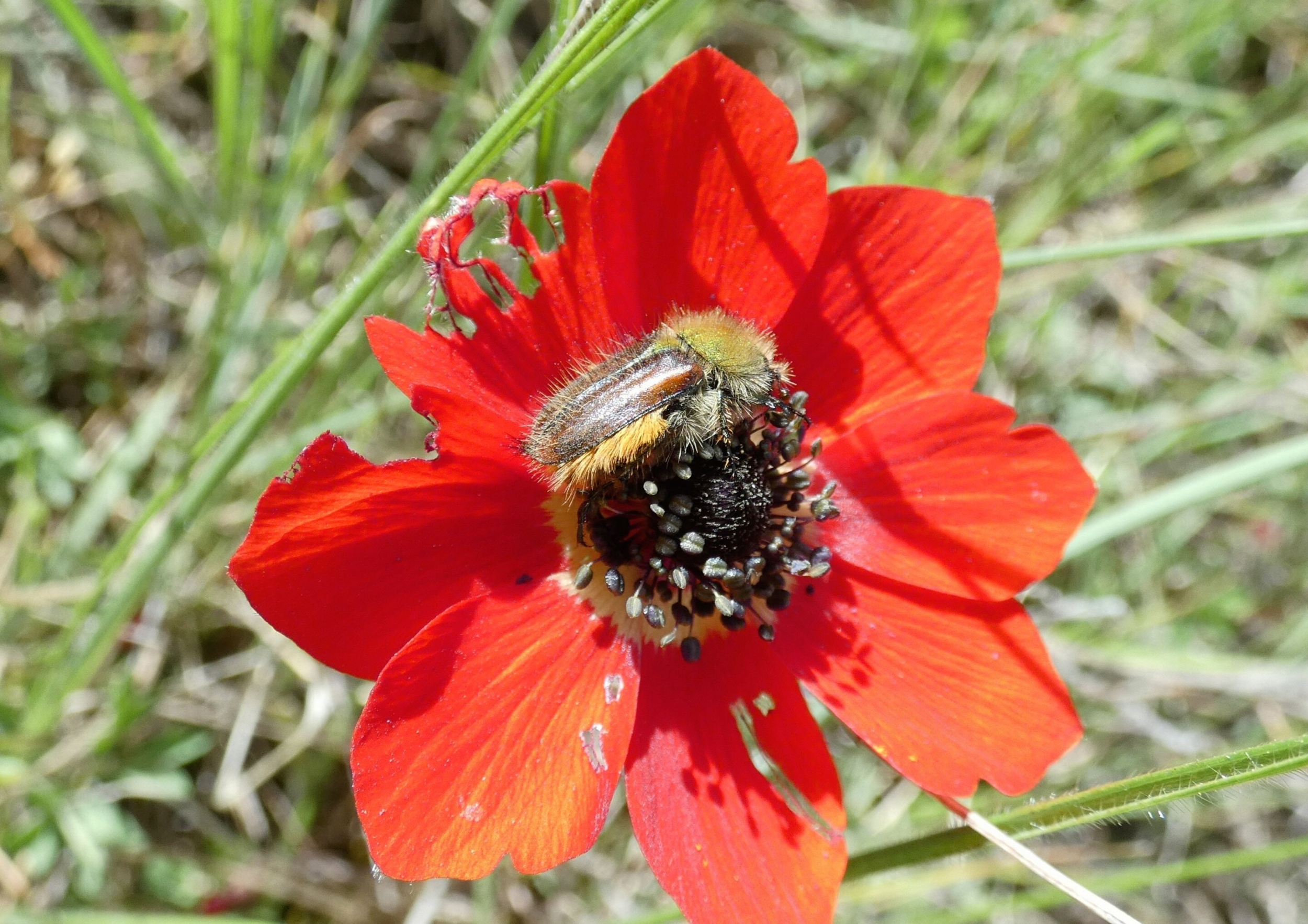Beetles that see red break the rules of insect vision - Earth.com