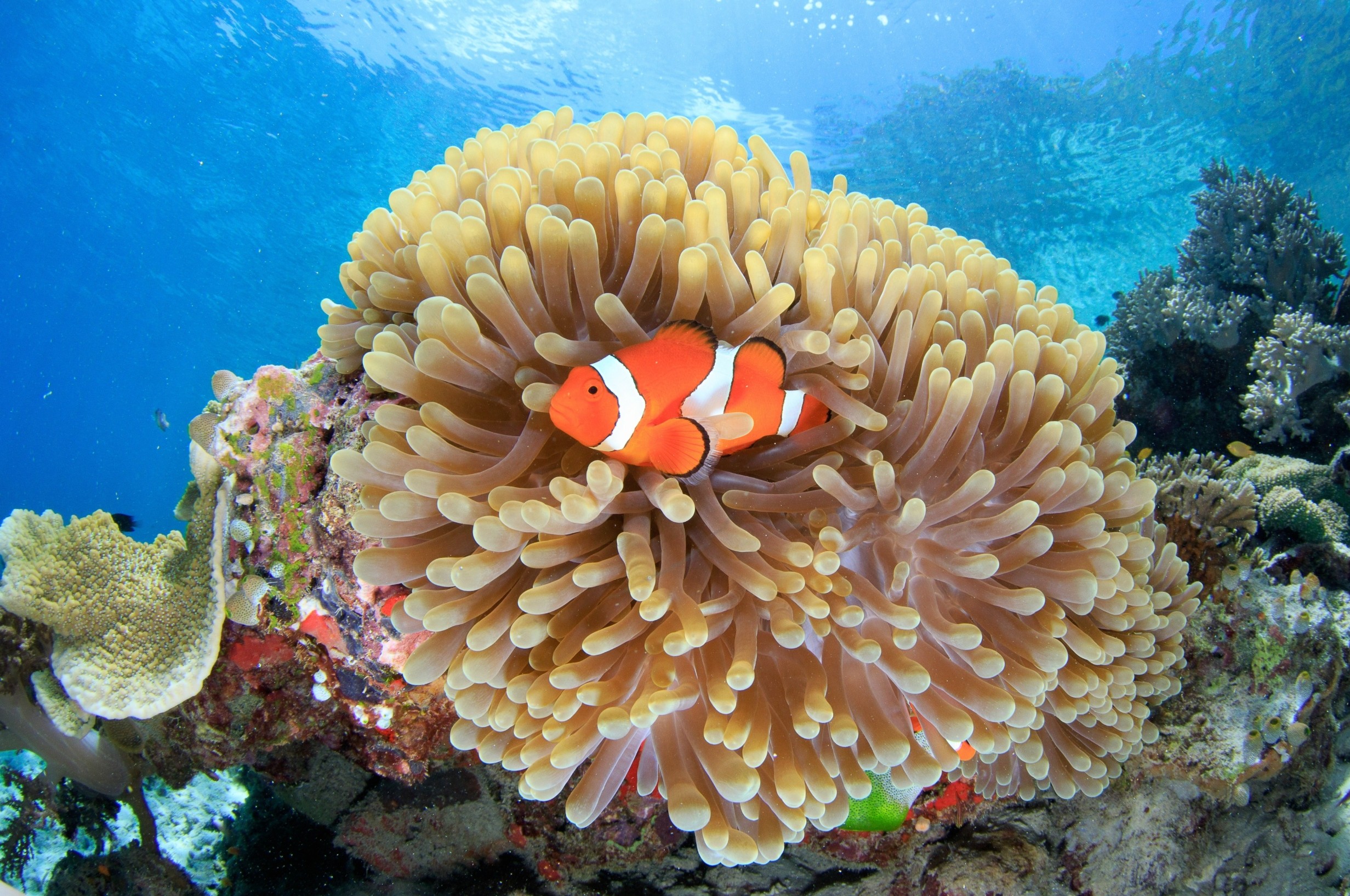Ocean acidity crosses dangerous threshold, threatening marine life ...