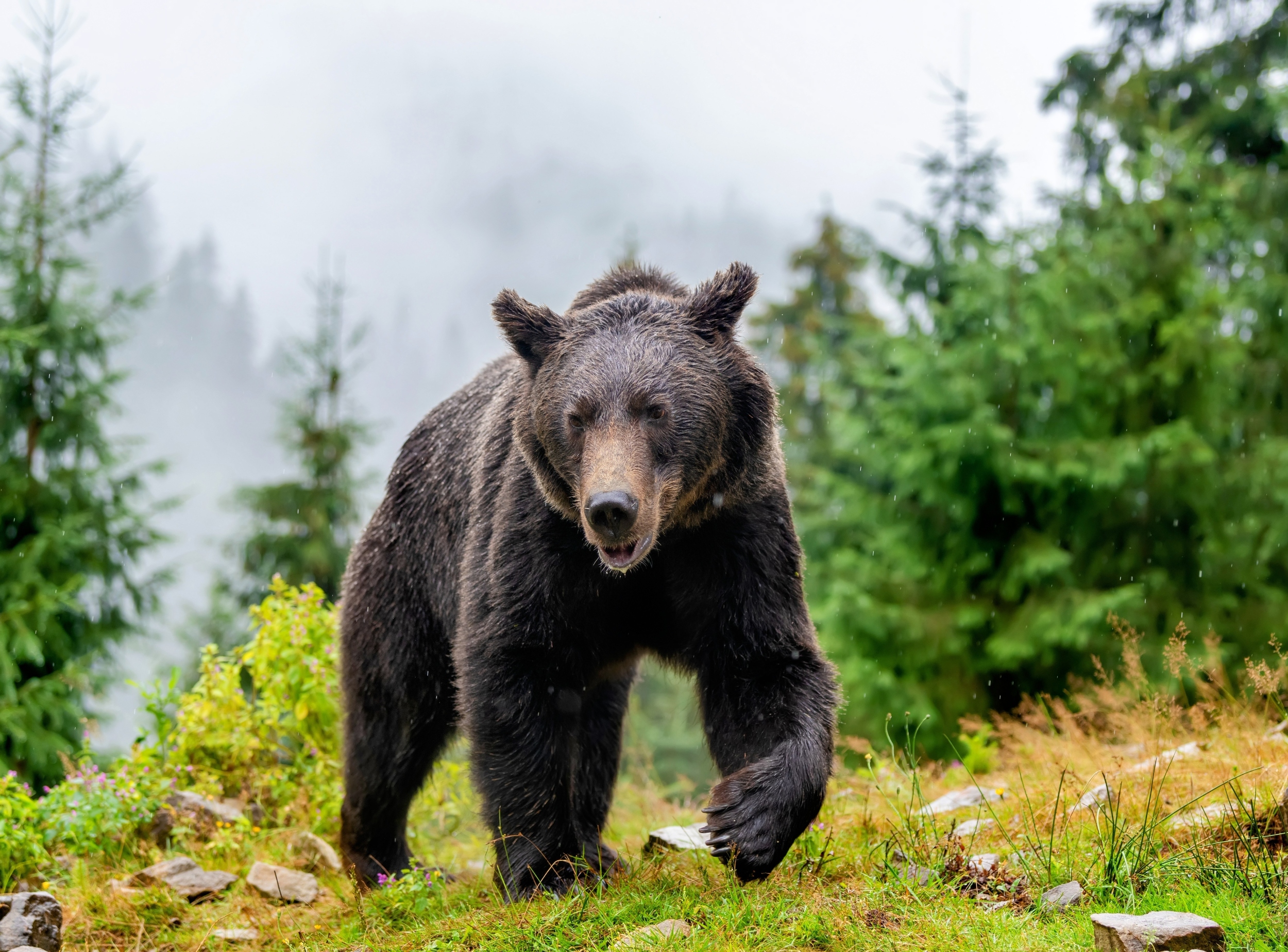 Brown bears move where their food grows - Earth.com