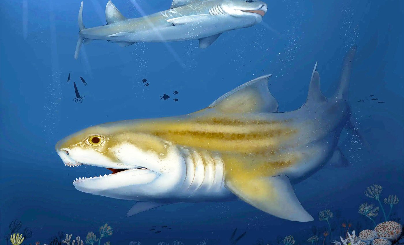 Prehistoric Sharks Found