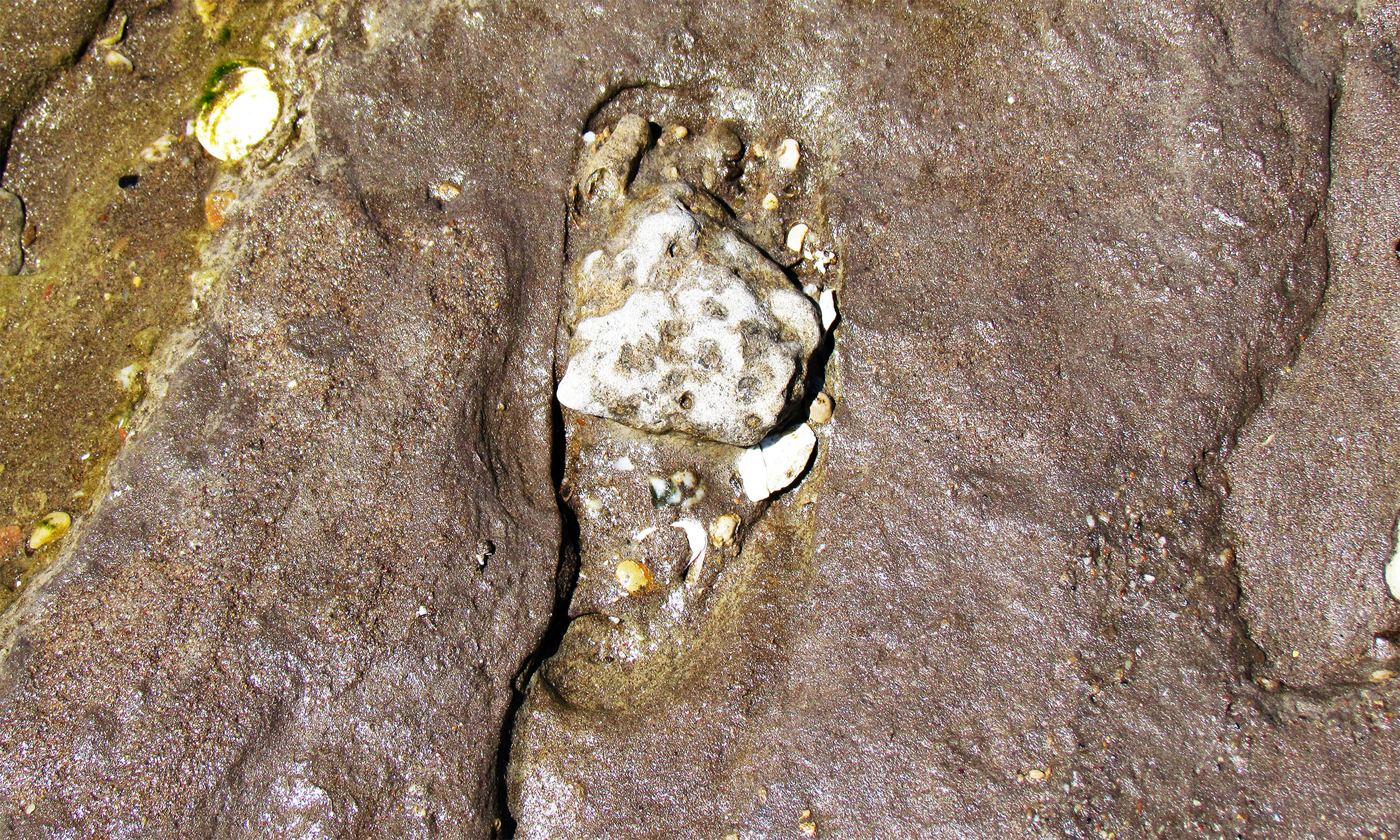 Footprints rewrite the timeline of human arrival in North America ...