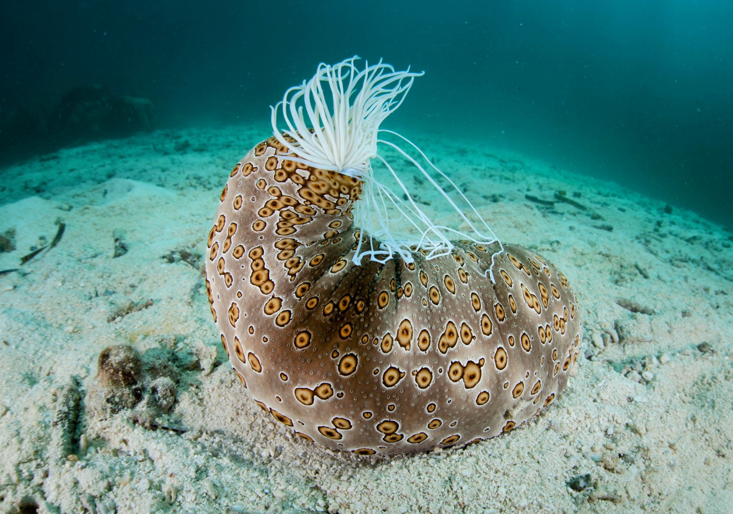 Parasitic snails are sneaking inside sea cucumbers - Earth.com