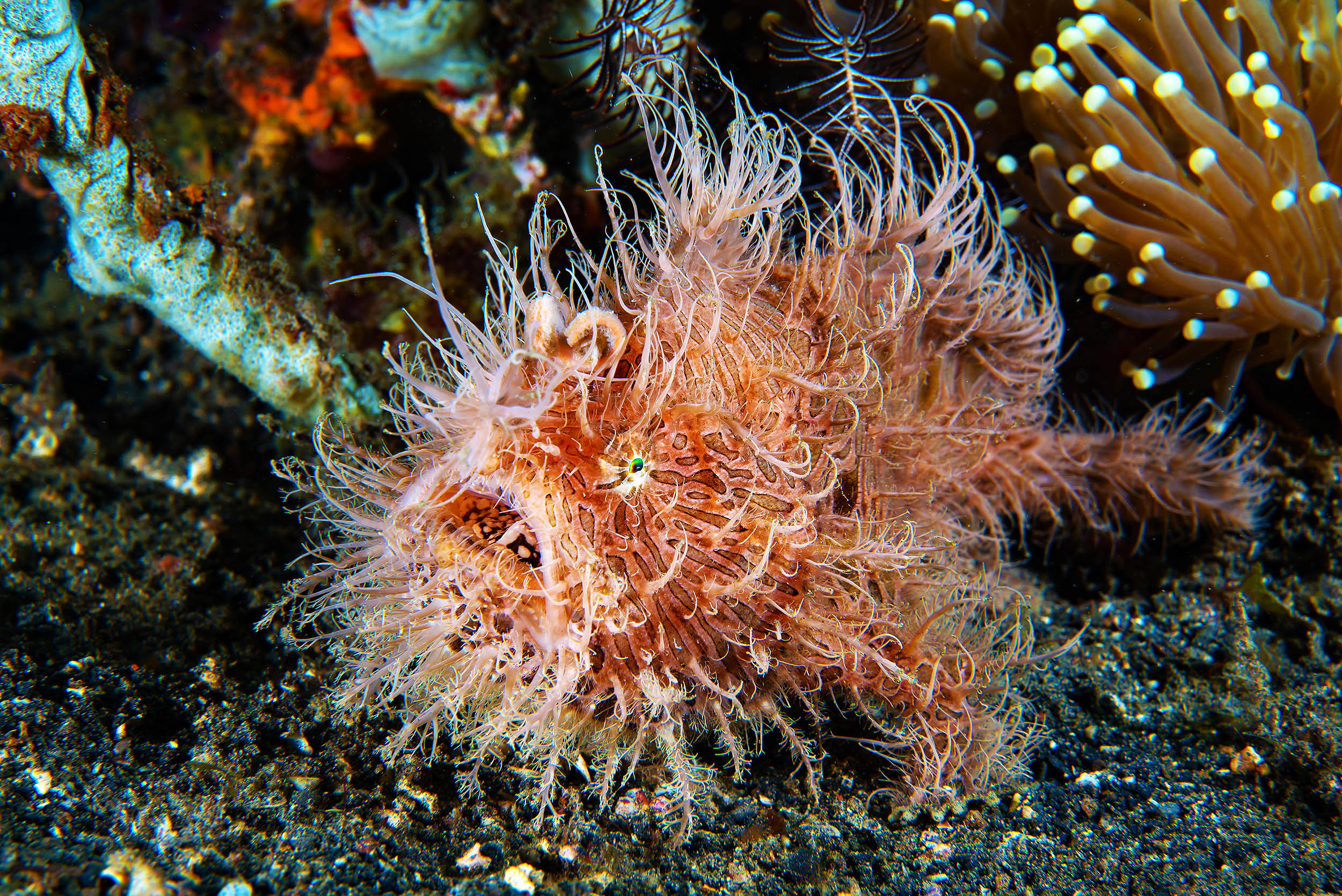 frogfish walking