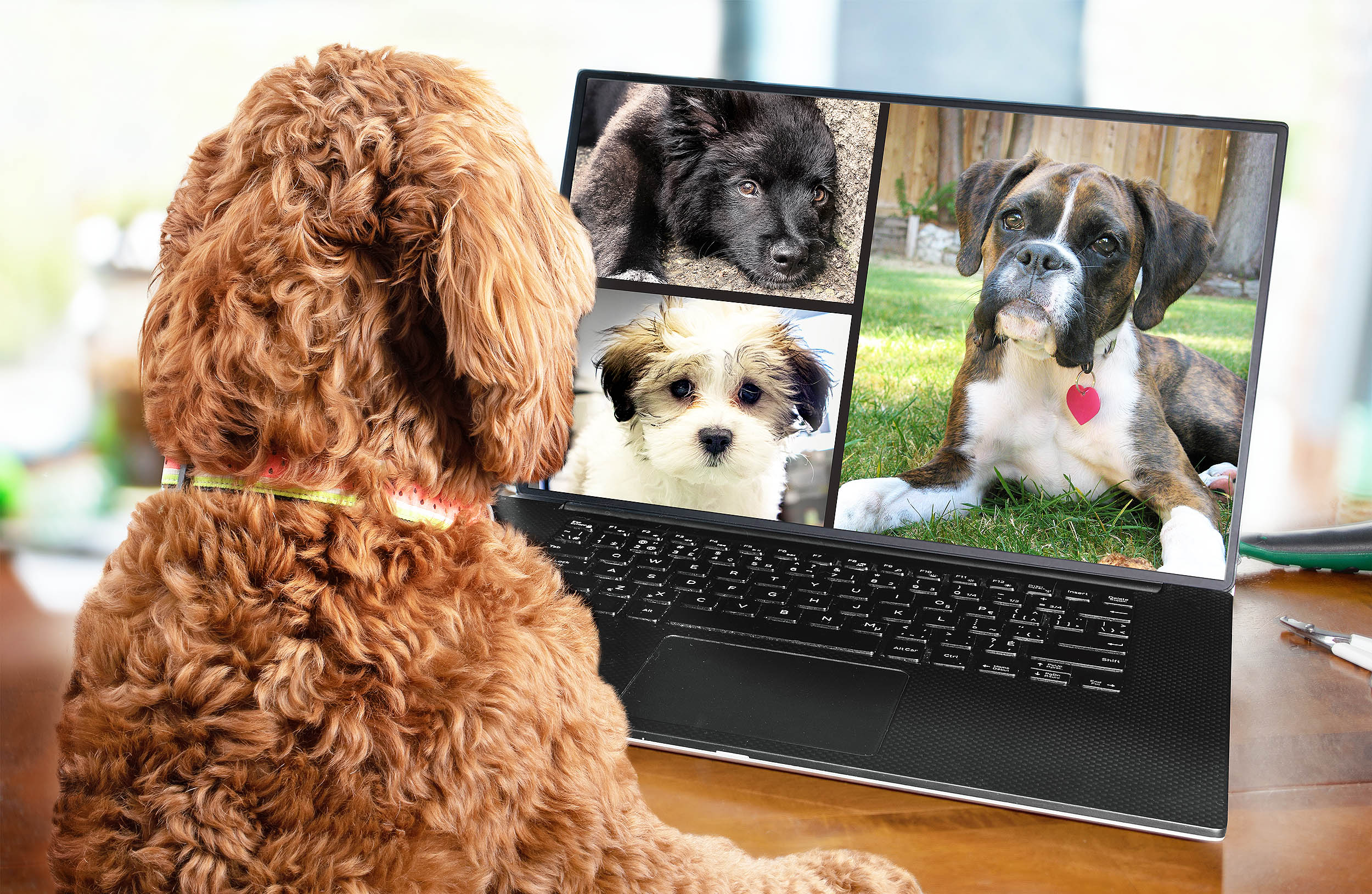Digital therapy: Watching dog videos can reduce stress and anxiety ...