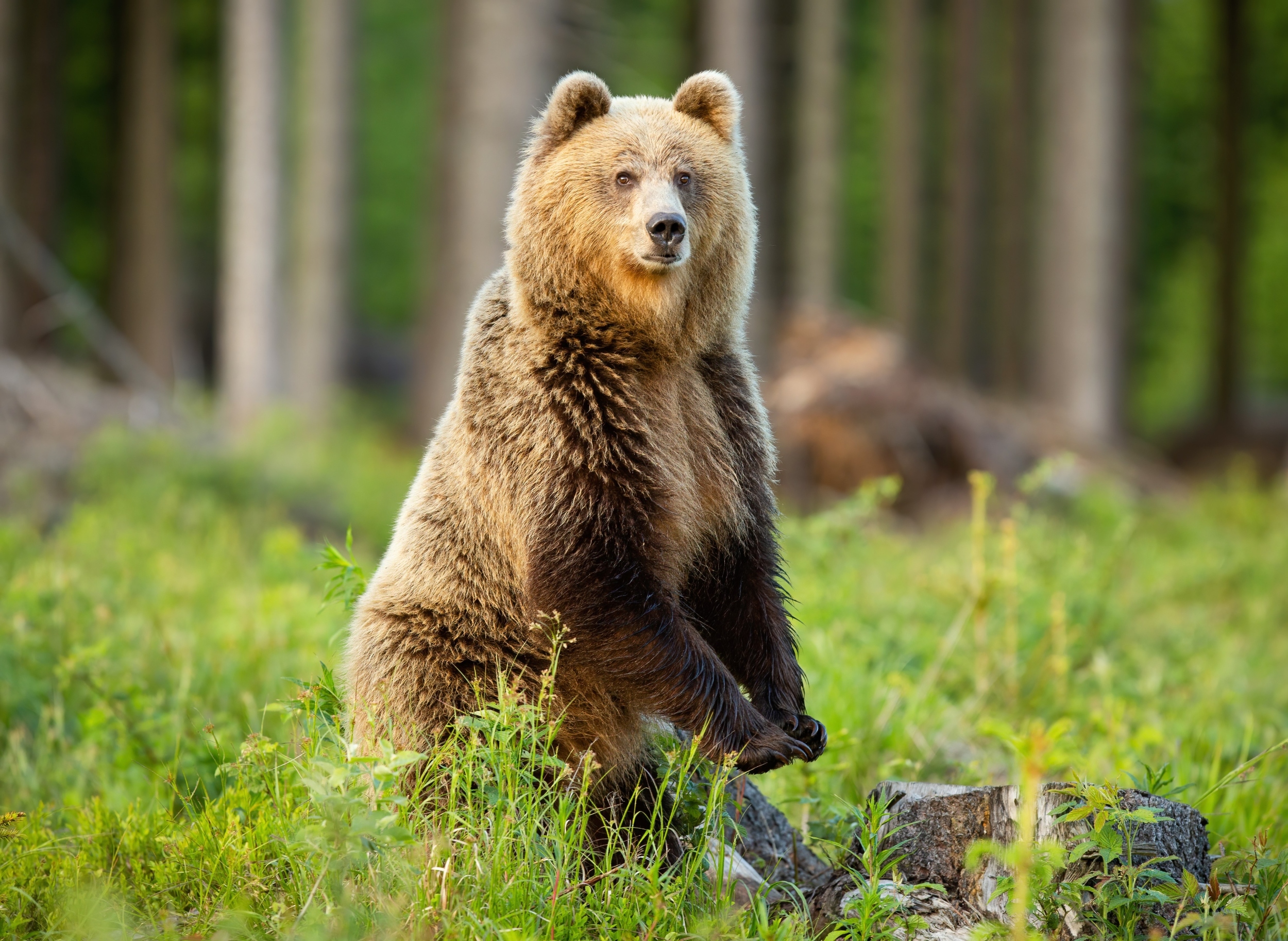 Mammals tried different ways to move before walking upright - Earth.com