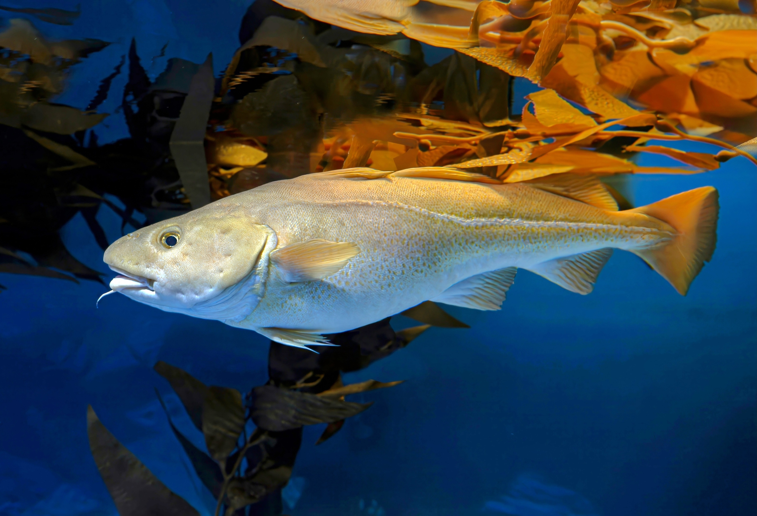 Humans have changed the genetic makeup of cod - Earth.com
