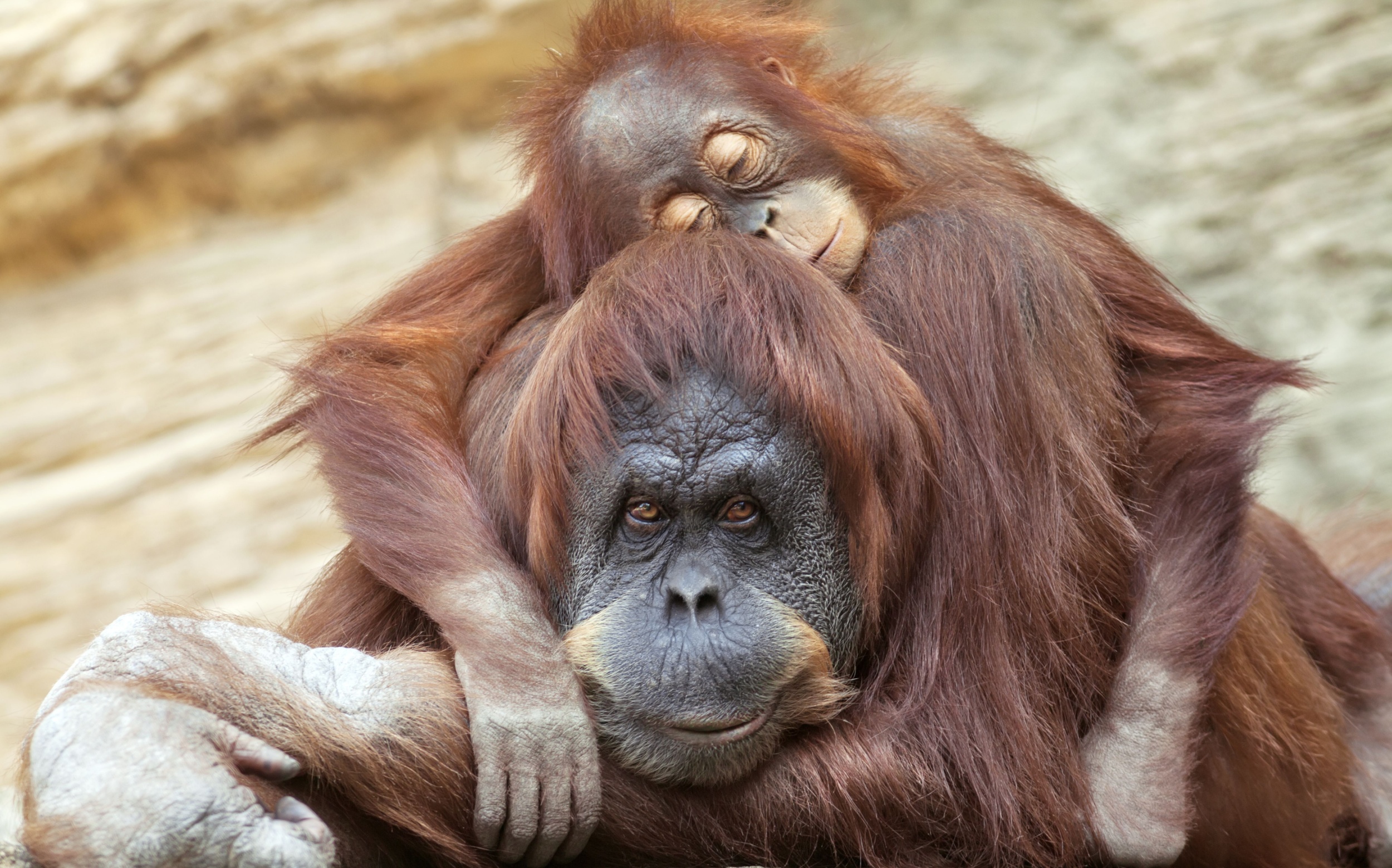 Orangutans manage sleep much like humans do - Earth.com