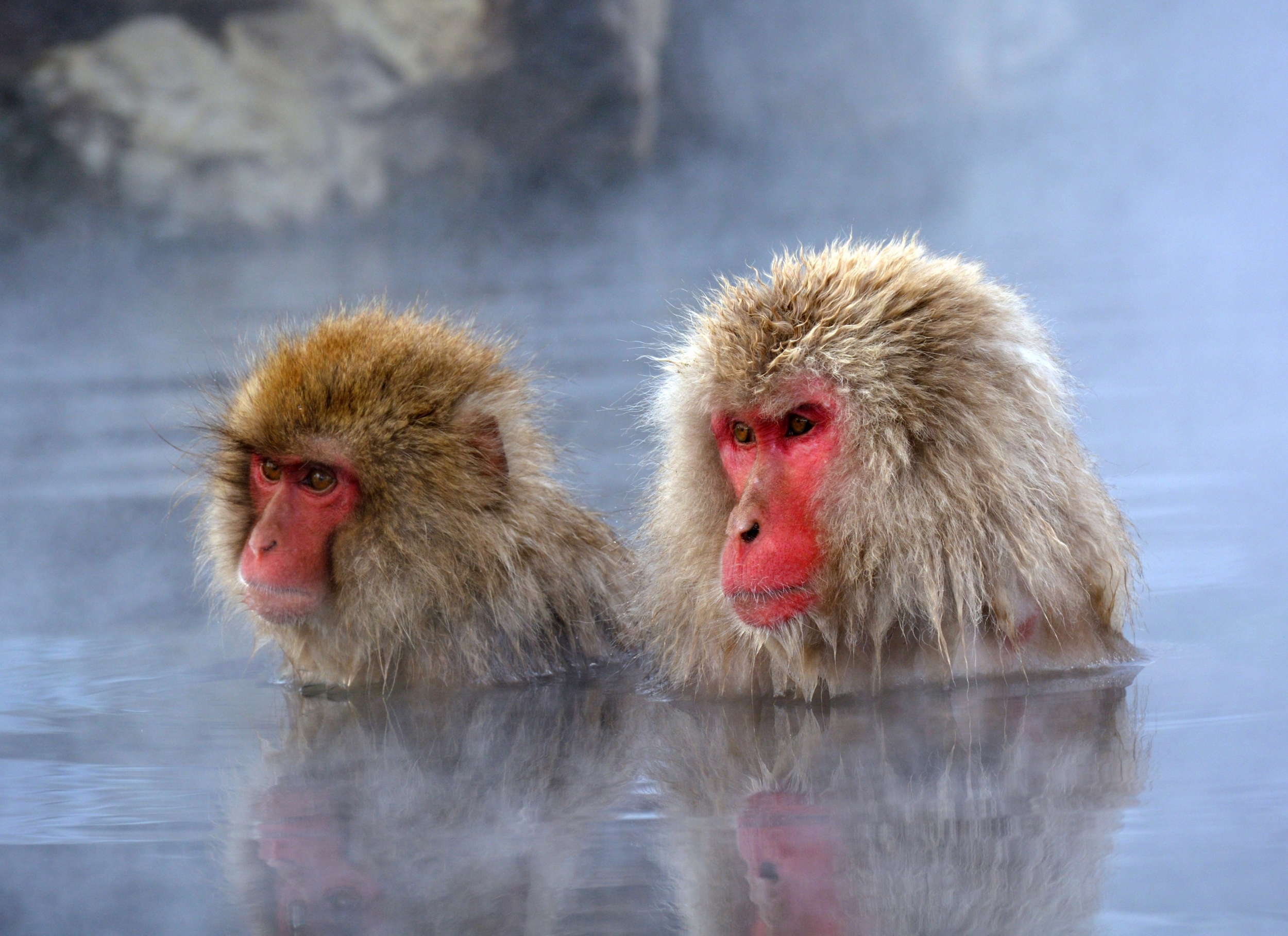 Japanese macaques have social bonds that persist beyond death - Earth.com