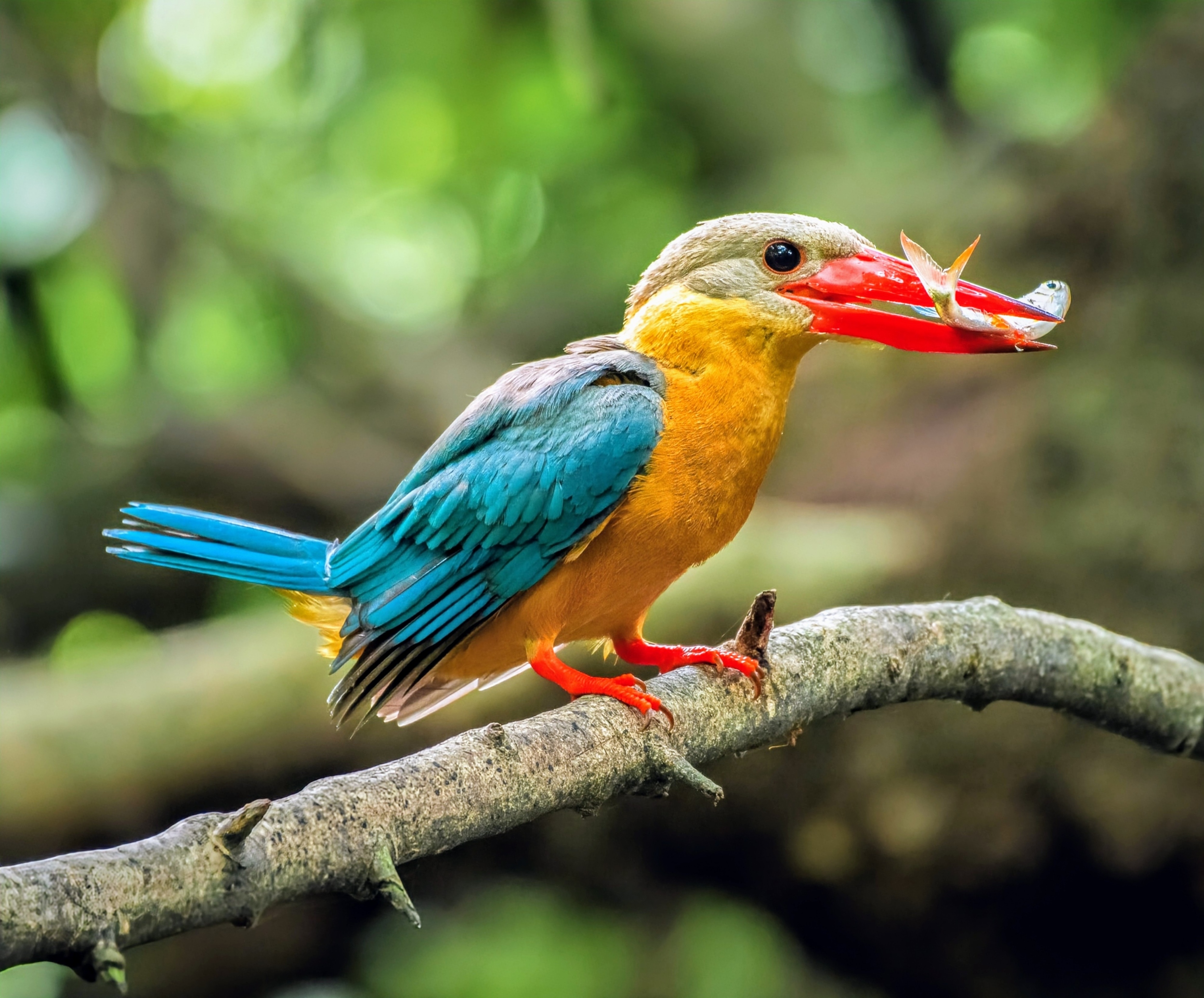 Protein helps birds prepare to fight off infection - Earth.com